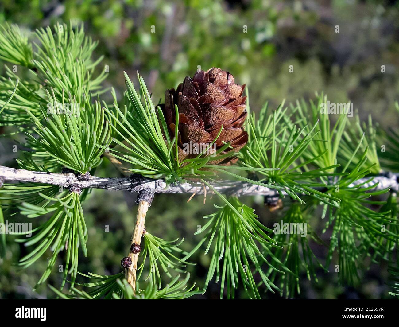 Branches of coniferous tree with cones. Cones on a branch Stock Photo ...