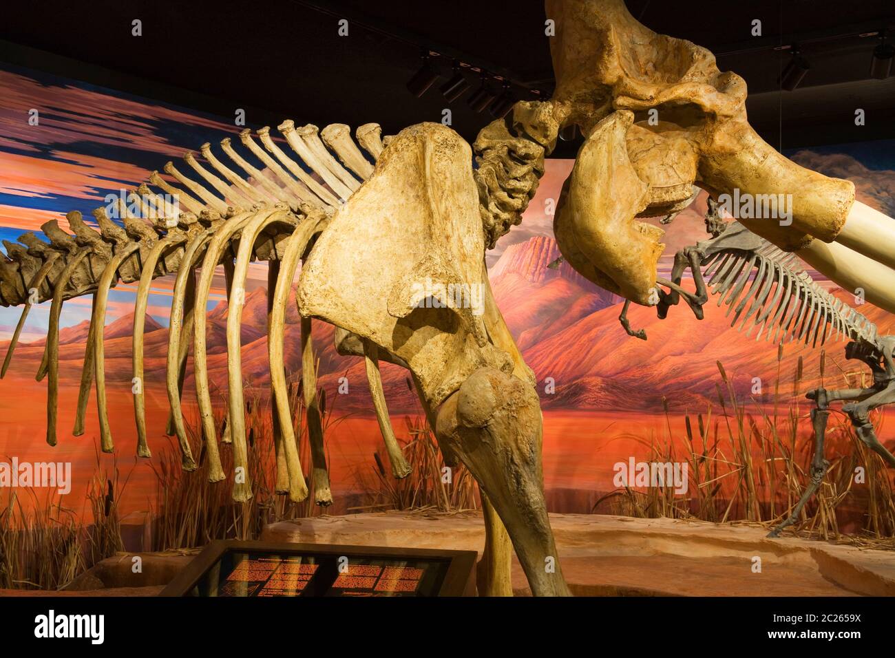 Mammoth skeleton from the plesistocene Ice Age at the Nevada State ...