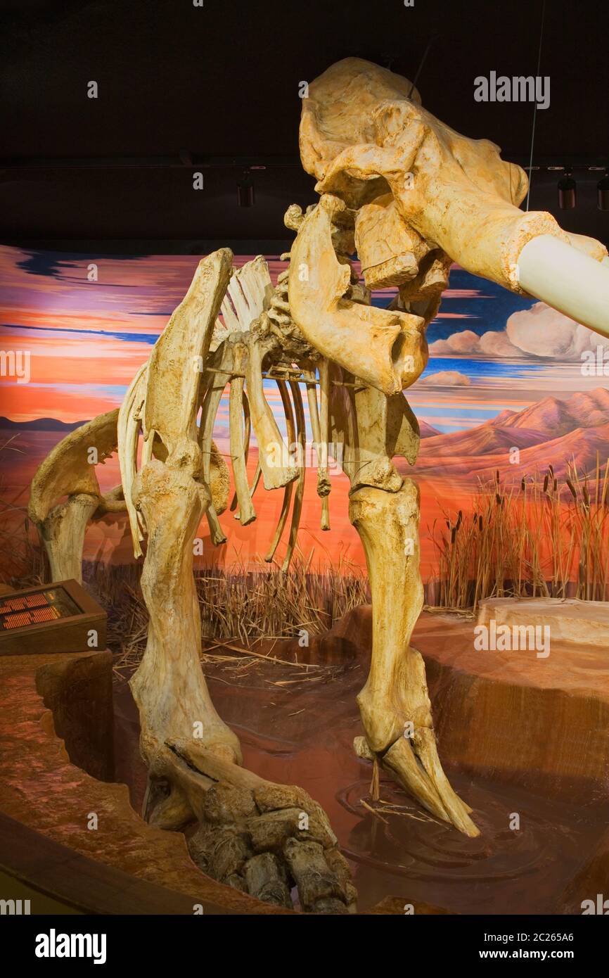 Mammoth skeleton from the plesistocene Ice Age at the Nevada State ...