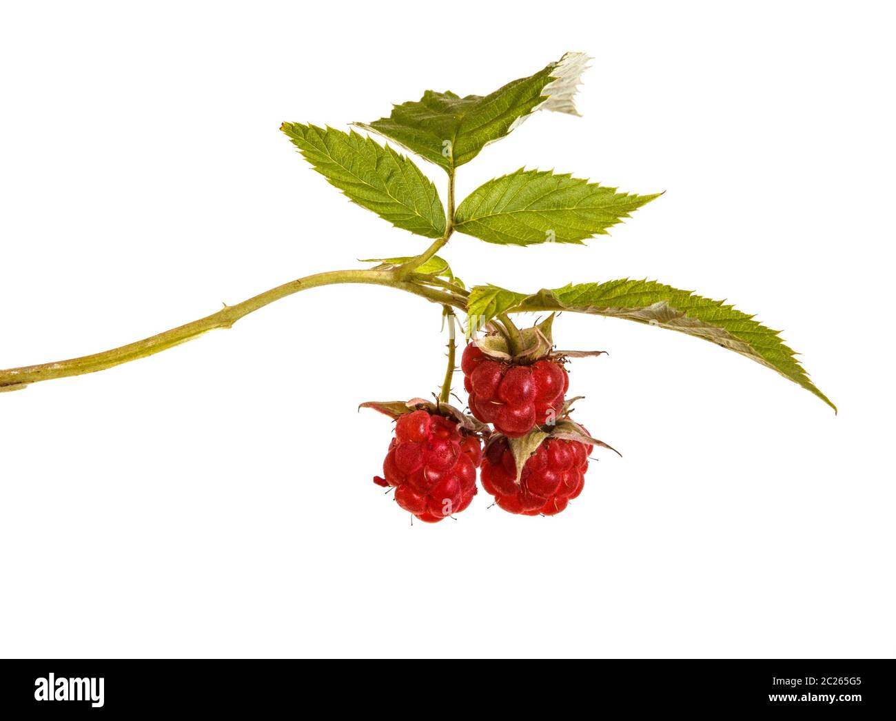 Ripe red raspberry on a branch. Isolated on white Stock Photo - Alamy