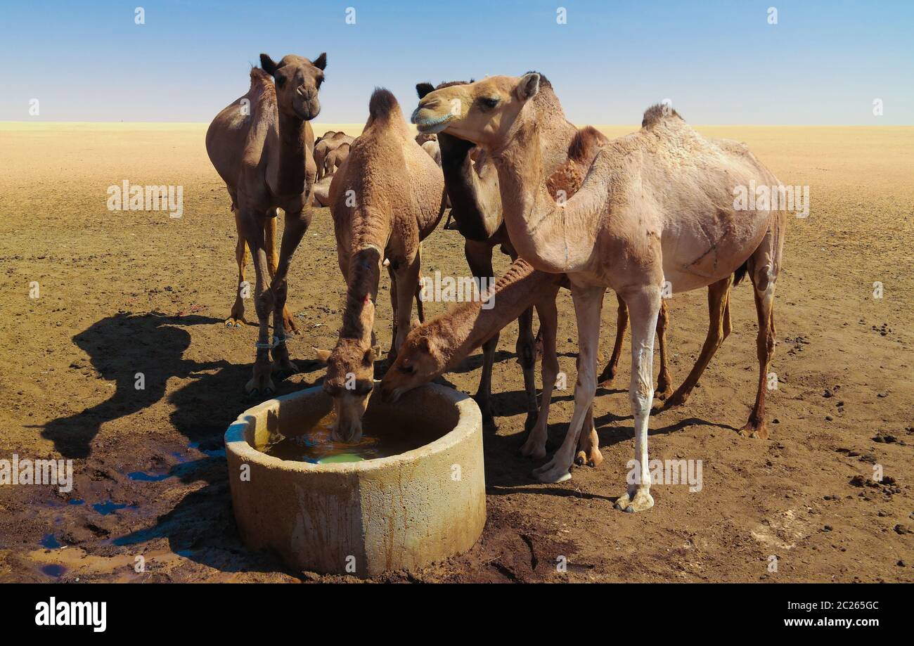 Desert well hi-res stock photography and images - Alamy