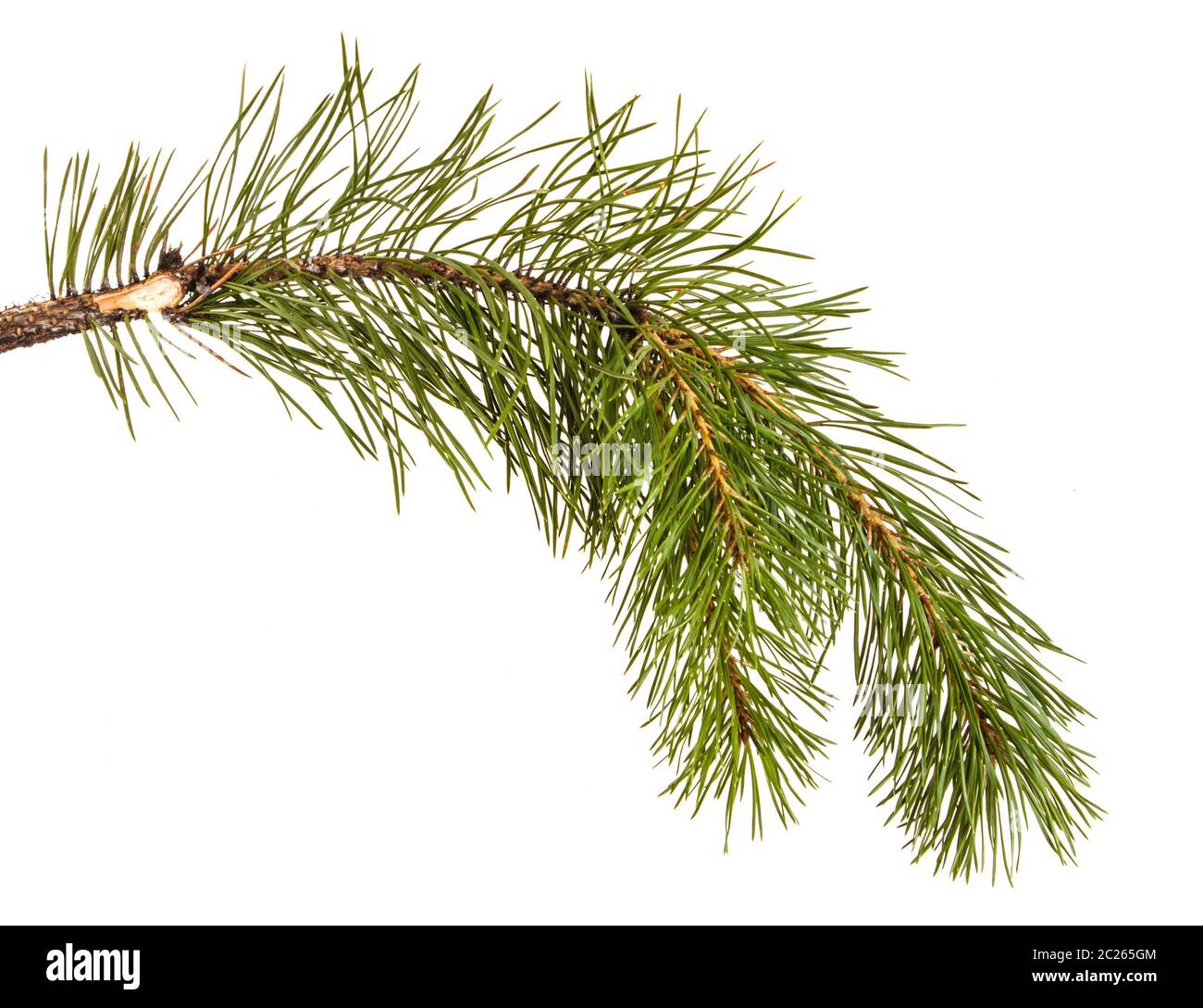 A branch of a pine tree. Isolated on white Stock Photo - Alamy