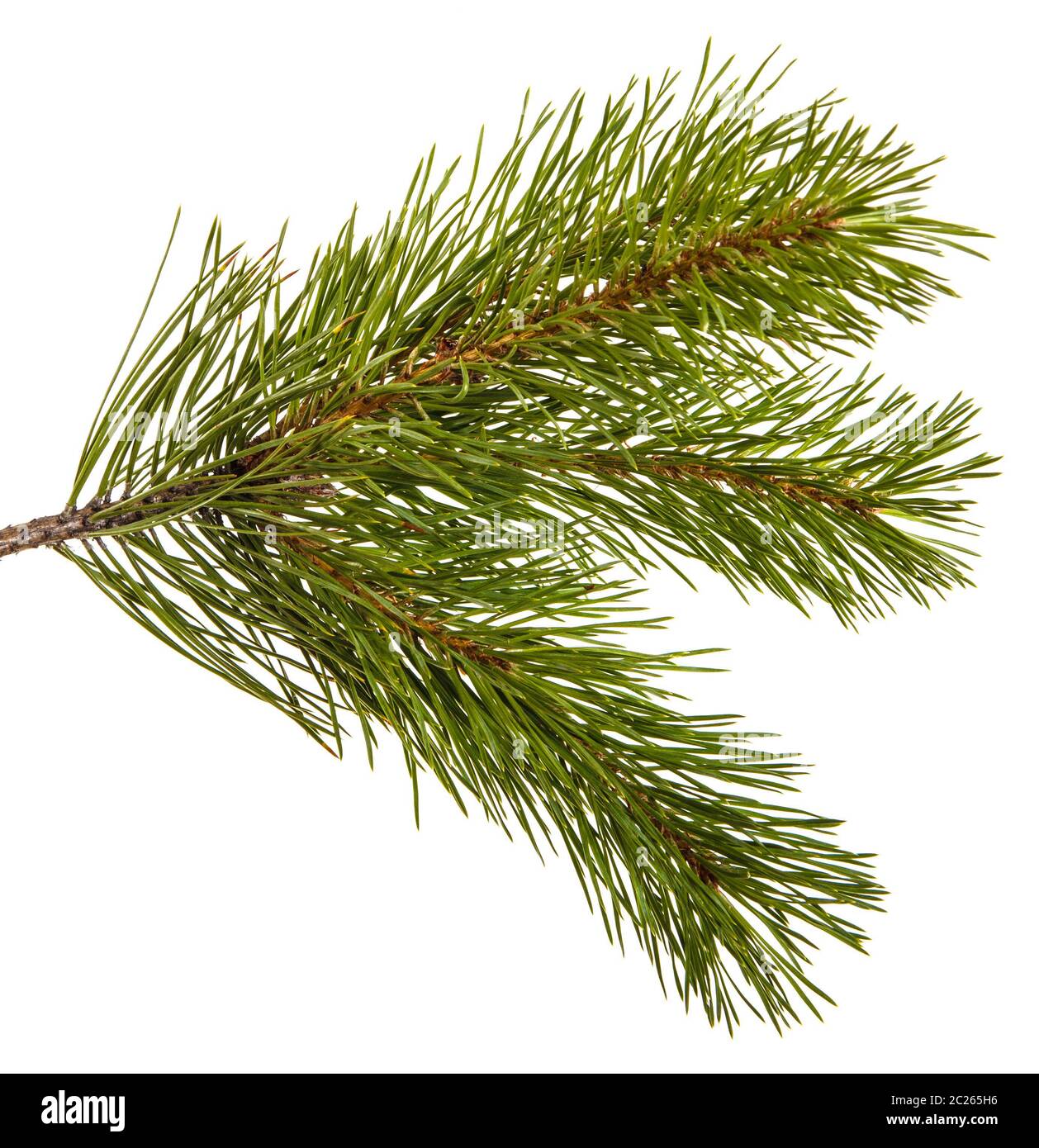 A branch of a pine tree. Isolated on white Stock Photo - Alamy