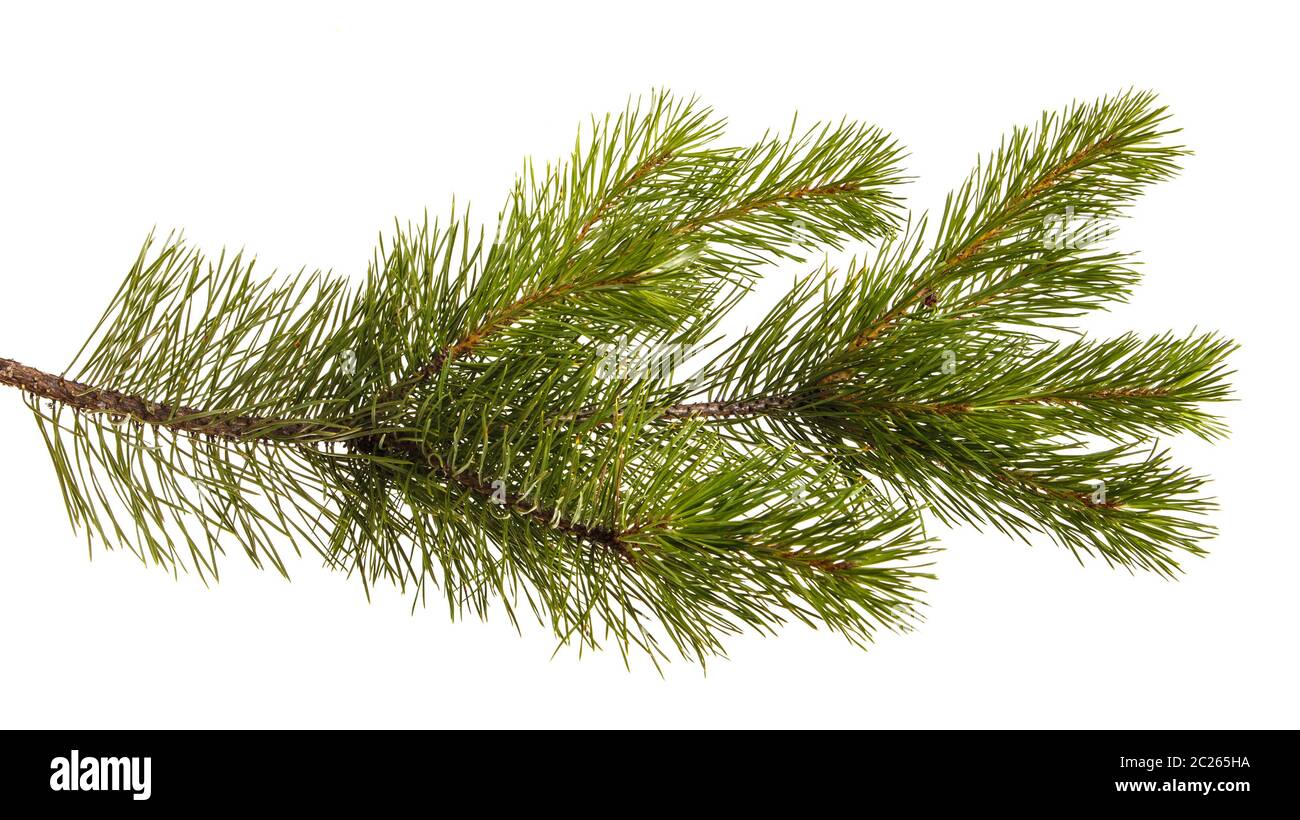 A branch of a pine tree. Isolated on white Stock Photo - Alamy