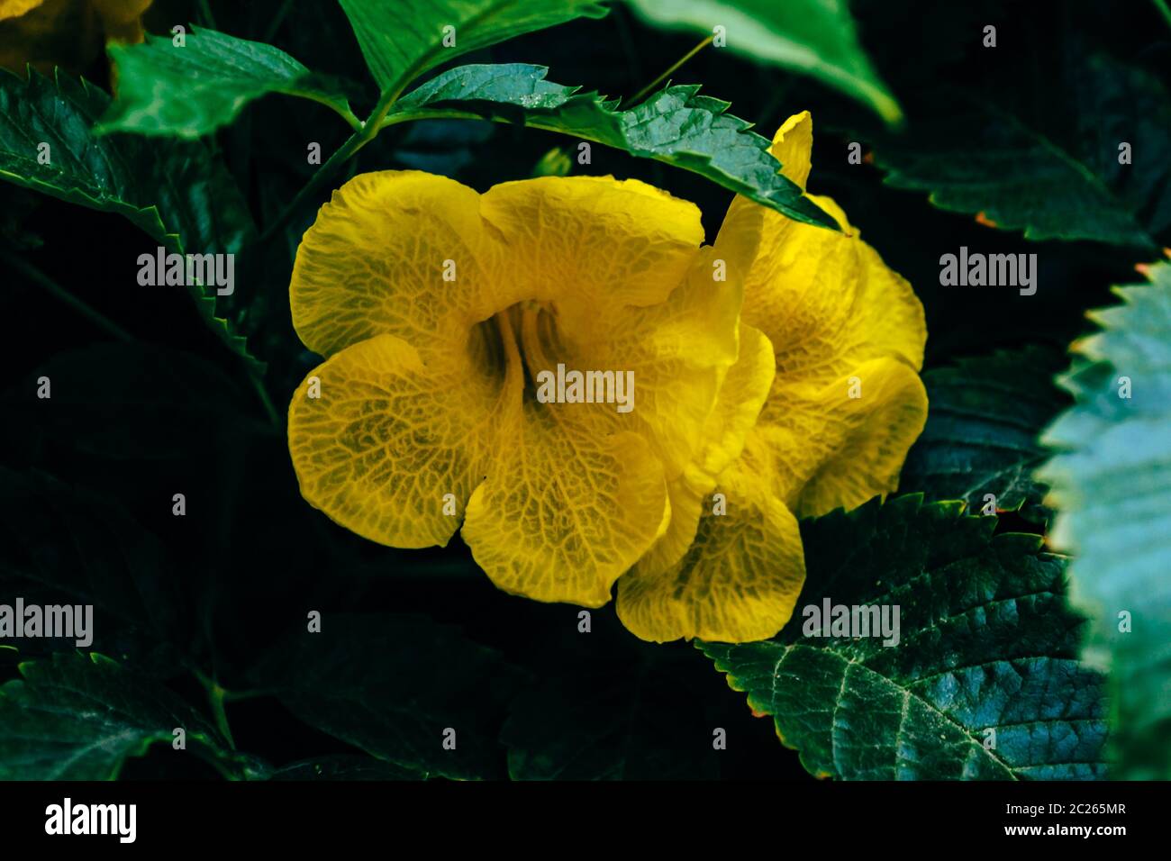 Ginger Thomas Flower High Resolution Stock Photography and Images - Alamy