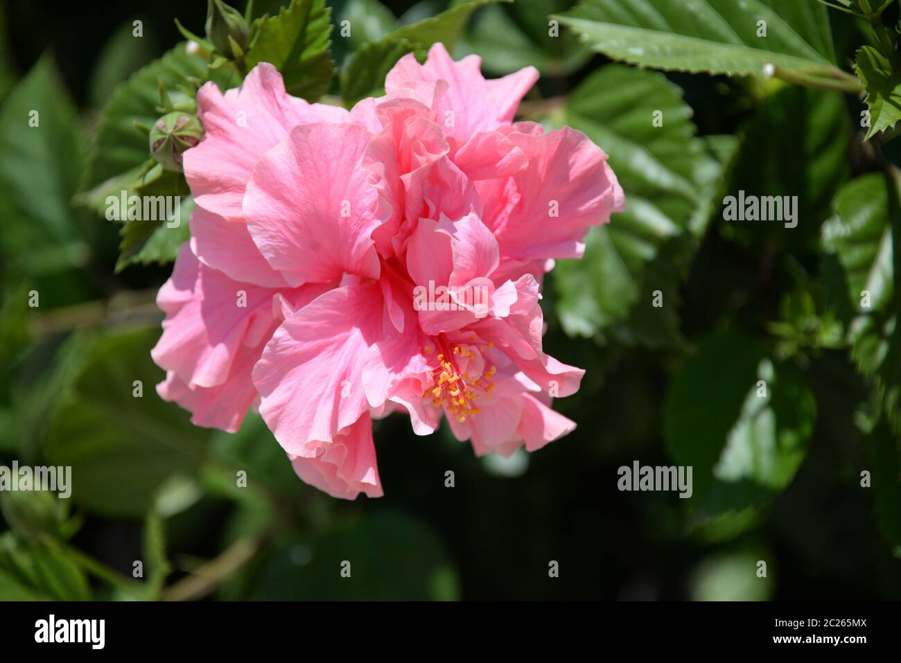 hibiscus flower on the hibiscus shrub in the province of Alicante ...