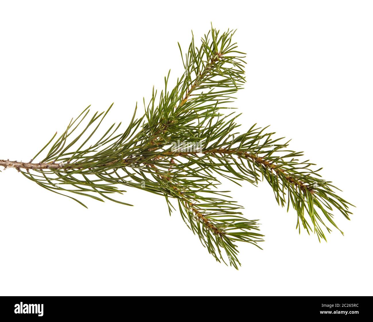 A branch of a pine tree. Isolated on white Stock Photo - Alamy