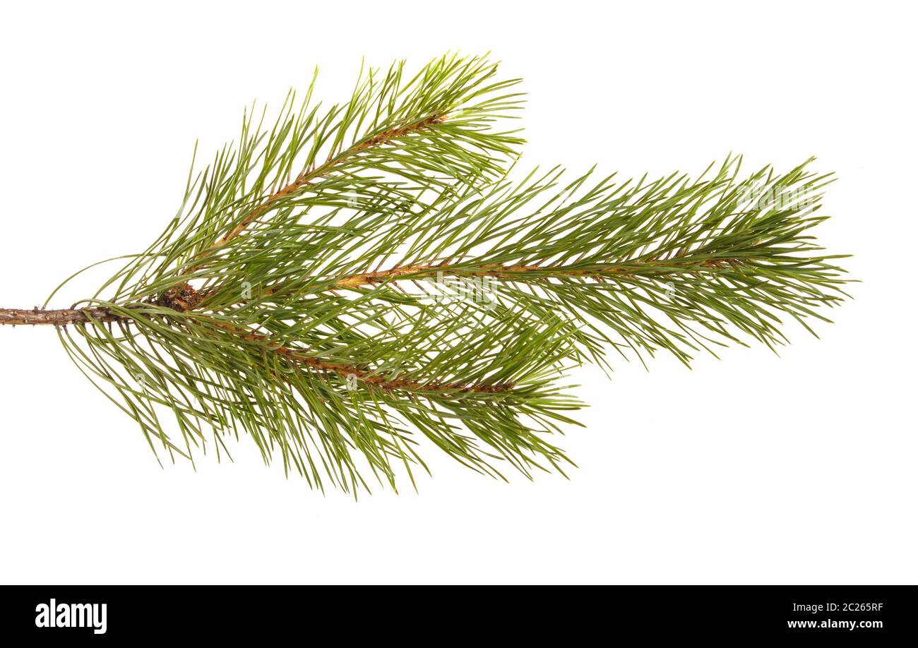 A branch of a pine tree. Isolated on white Stock Photo - Alamy