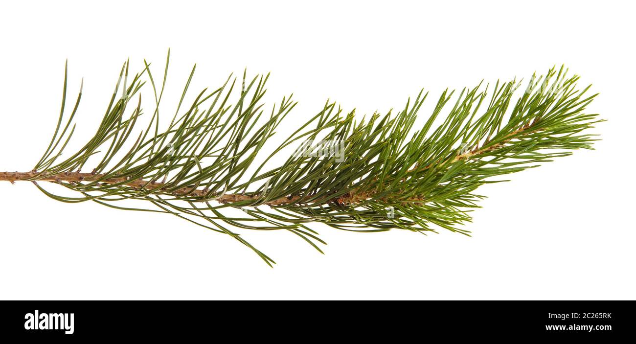 A branch of a pine tree. Isolated on white Stock Photo - Alamy