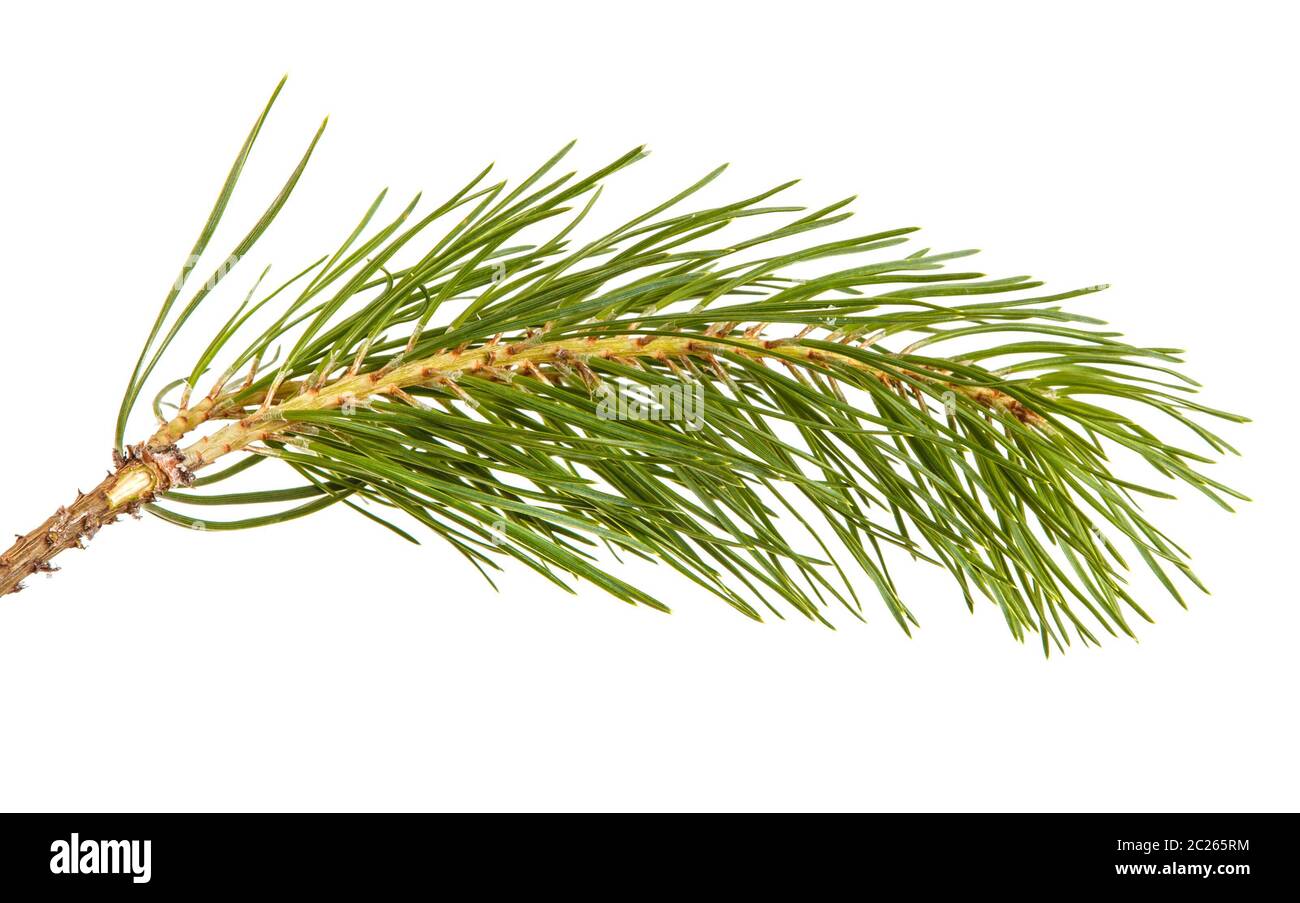 A branch of a pine tree. Isolated on white Stock Photo - Alamy