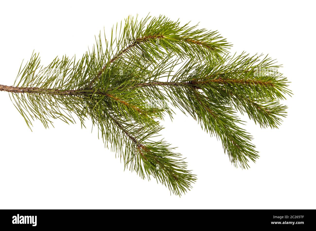 A branch of a pine tree. Isolated on white Stock Photo - Alamy