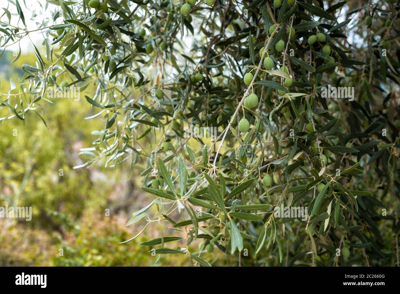 Unripe olives on a tree in a Mediterranean olive grove. Traditional ...