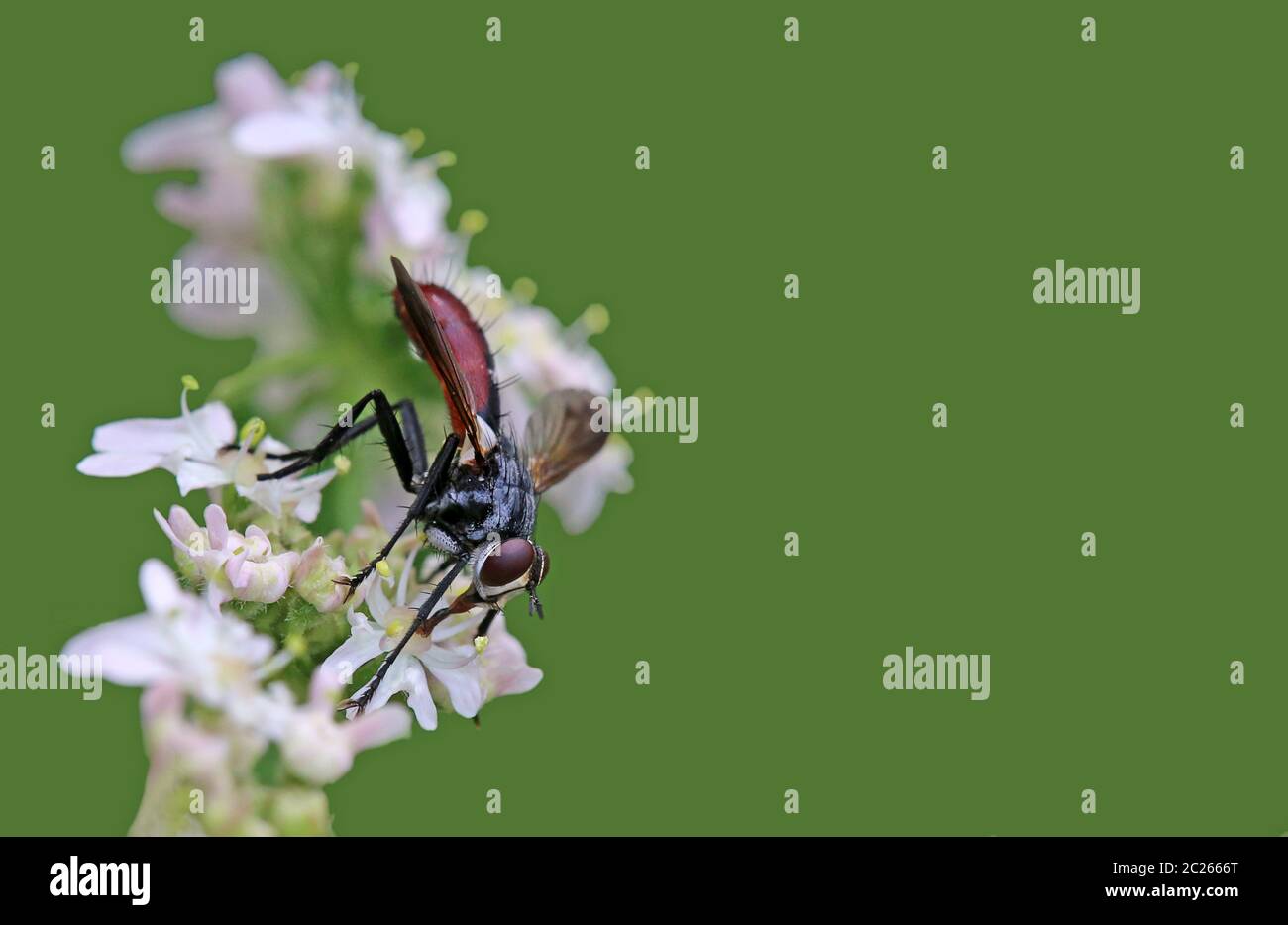 Tachinid fly caterpillar hi-res stock photography and images - Alamy