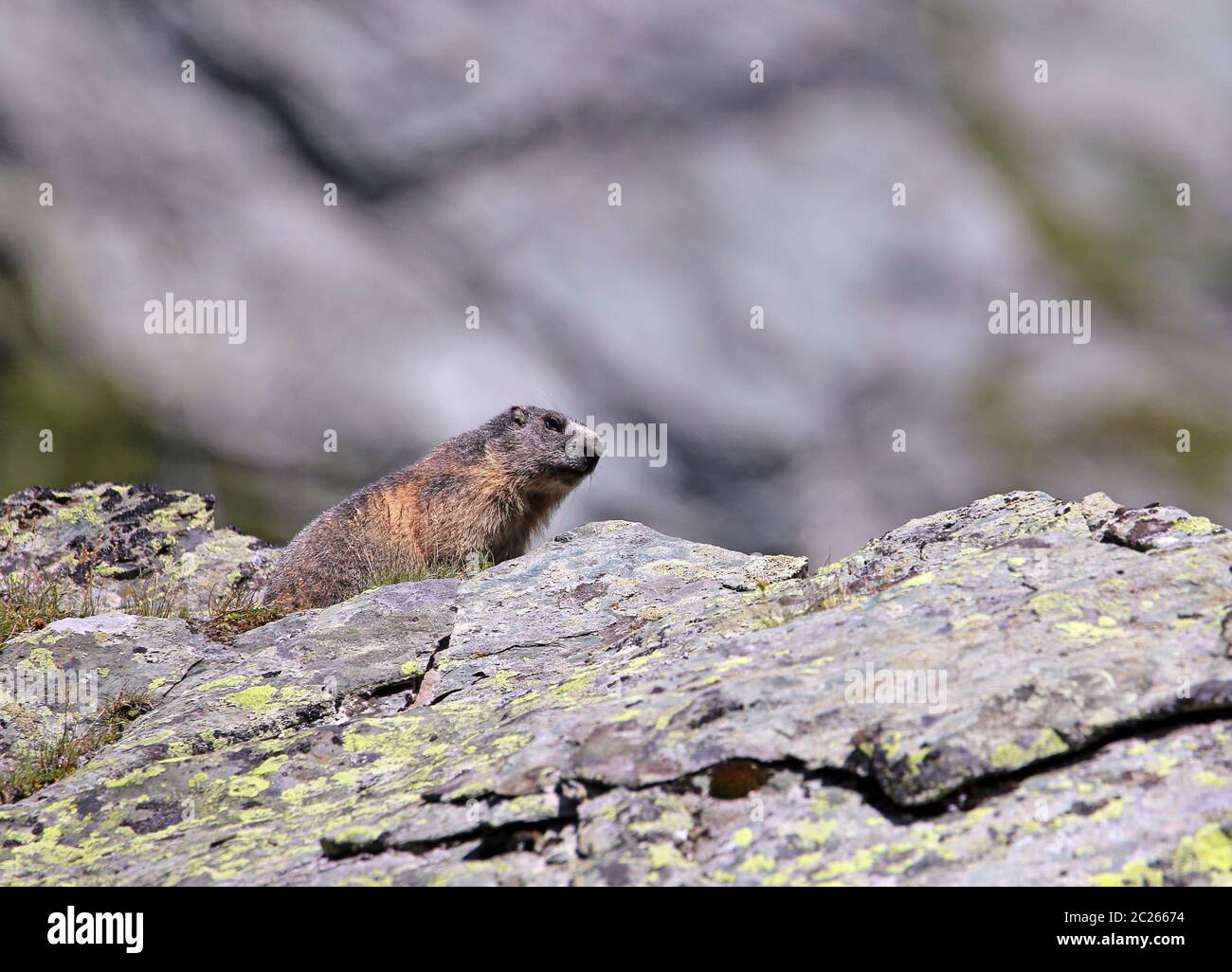 Alpine marmot alps hi-res stock photography and images - Alamy