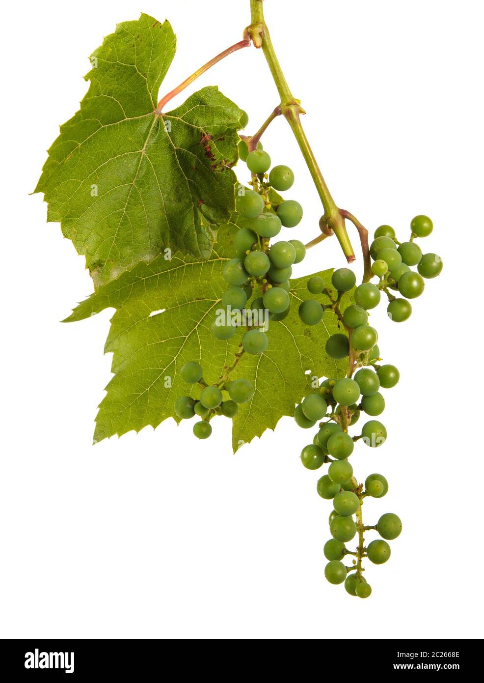 Clusters of young unripe grapes on the vine. Isolated on white Stock ...