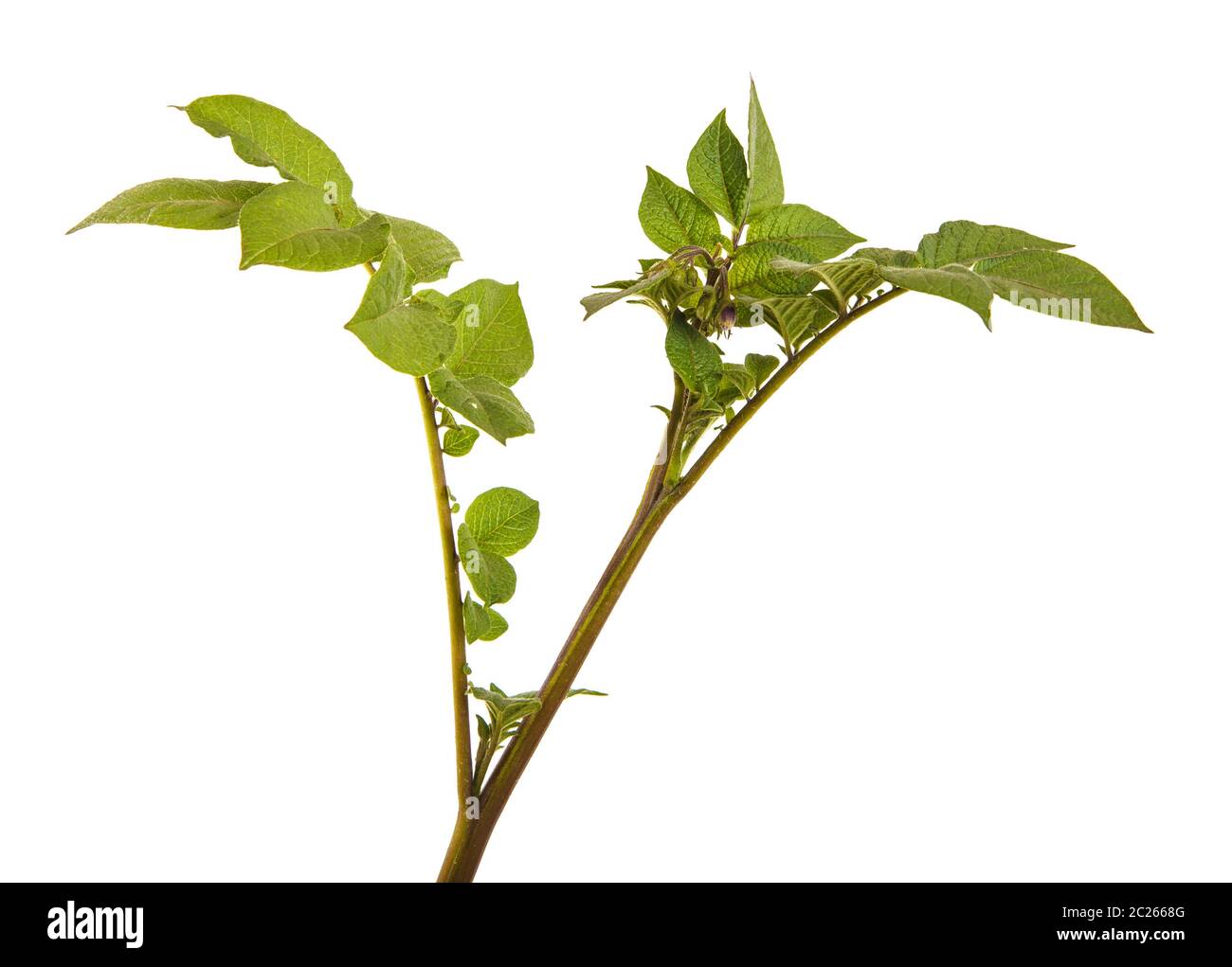 White potato stem hi-res stock photography and images - Alamy