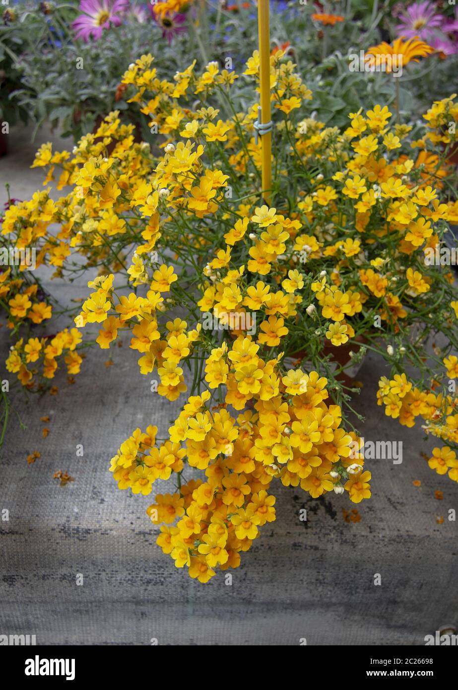 Cineraria pot hi-res stock photography and images - Alamy