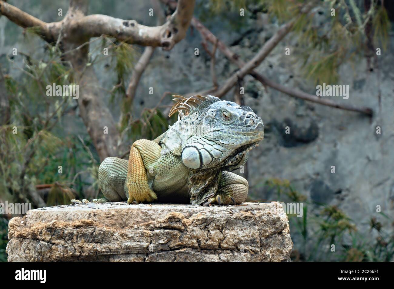 A large adult iguana with different shades of green and blue as well as ...