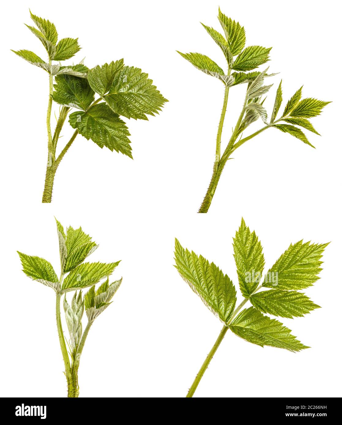 Young green raspberry sprout with green leaves. Isolated on white. Set ...