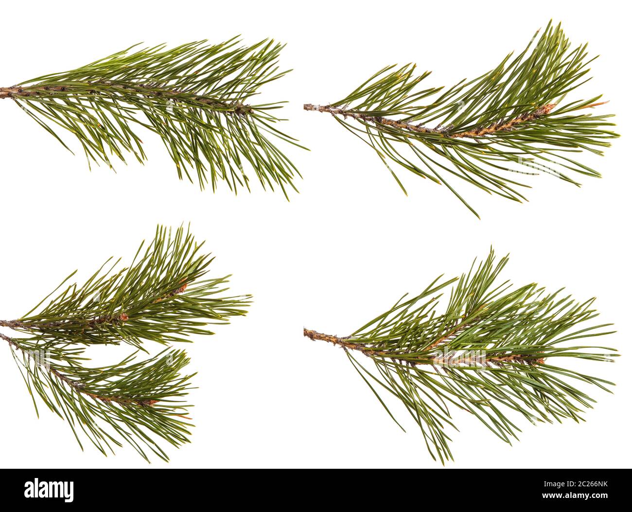 A branch of a pine tree. Isolated on white. Set Stock Photo - Alamy