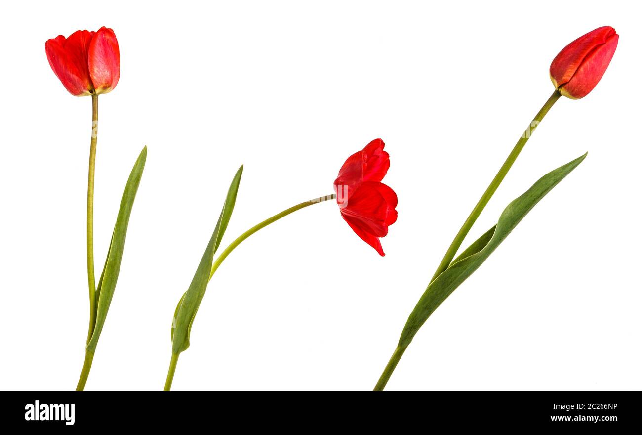 One red tulip. Isolated on whit. Set Stock Photo - Alamy