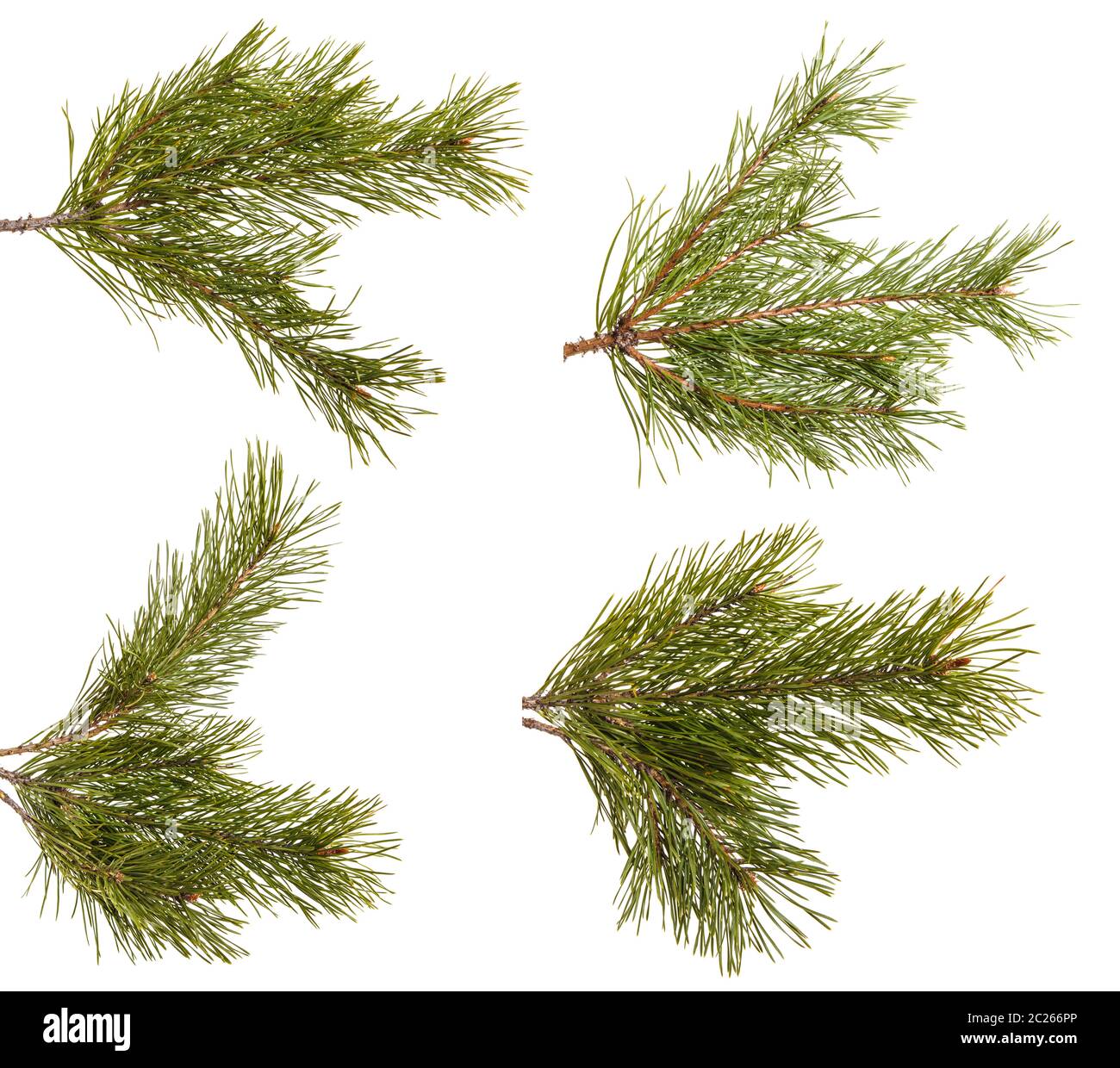 A branch of a pine tree. Isolated on white. Set Stock Photo - Alamy