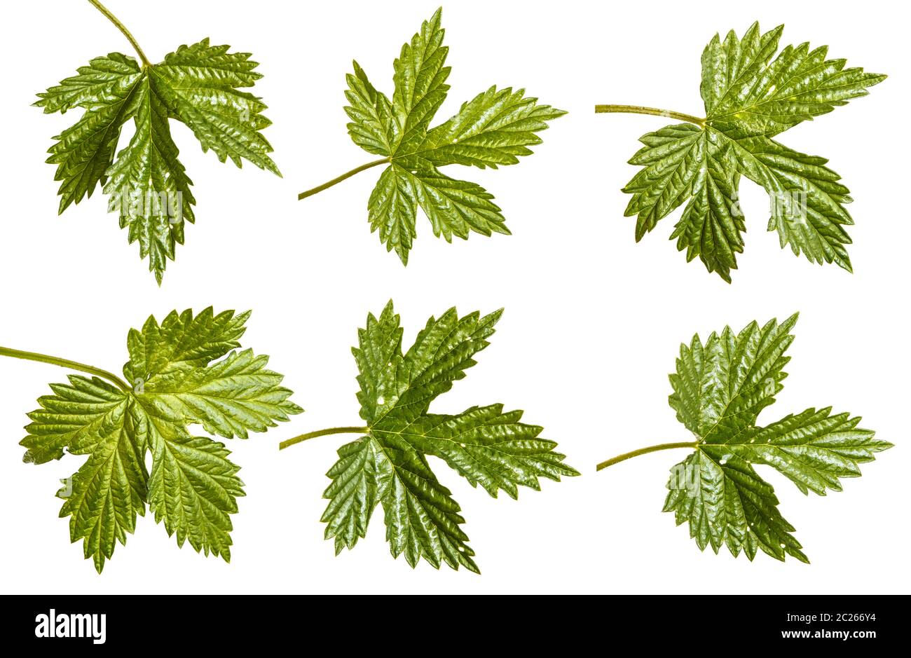Green leaf hop. Isolated on white. Set Stock Photo - Alamy