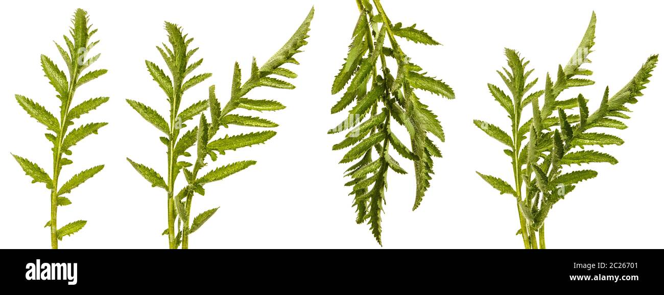 Green leaves of poppies. Isolated on white. Set Stock Photo - Alamy