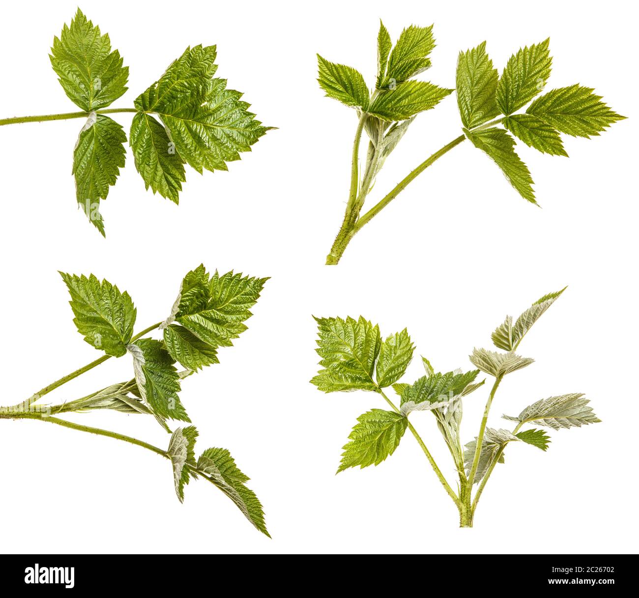 Young green raspberry sprout with green leaves. Isolated on white. Set ...