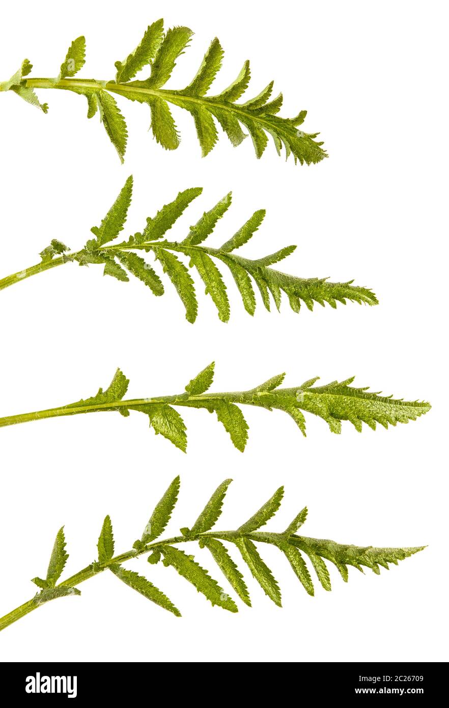 Green leaves of poppies. Isolated on white. Set Stock Photo - Alamy