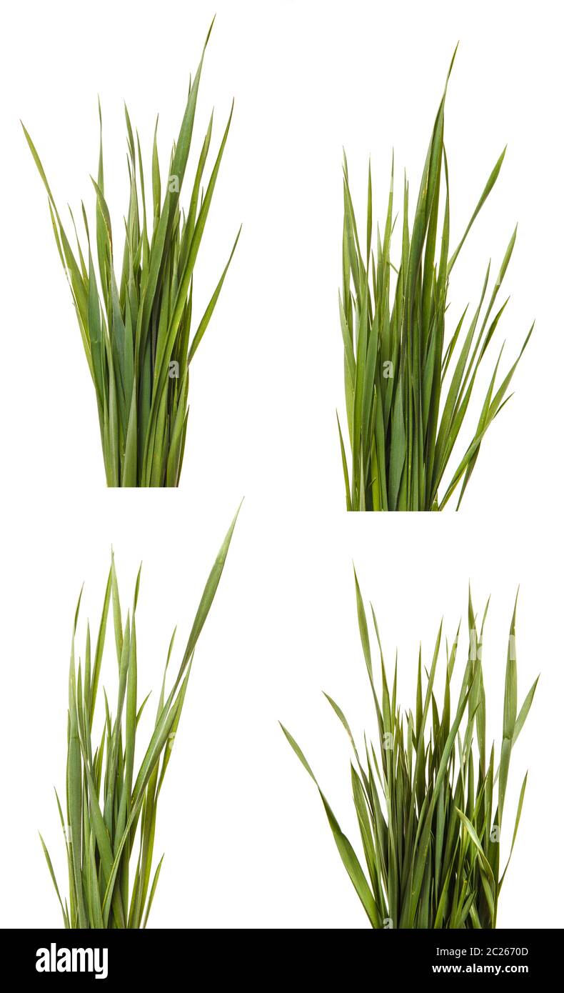 A bunch of green lawn grass. Isolated on white. SET Stock Photo - Alamy