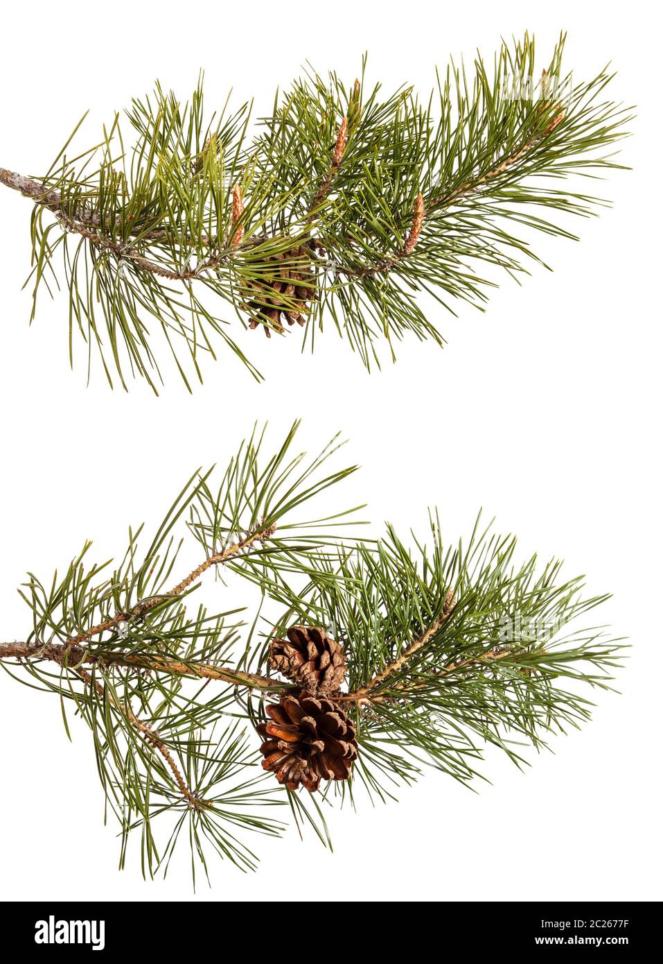 A branch of a pine tree. Isolated on white. Set Stock Photo - Alamy