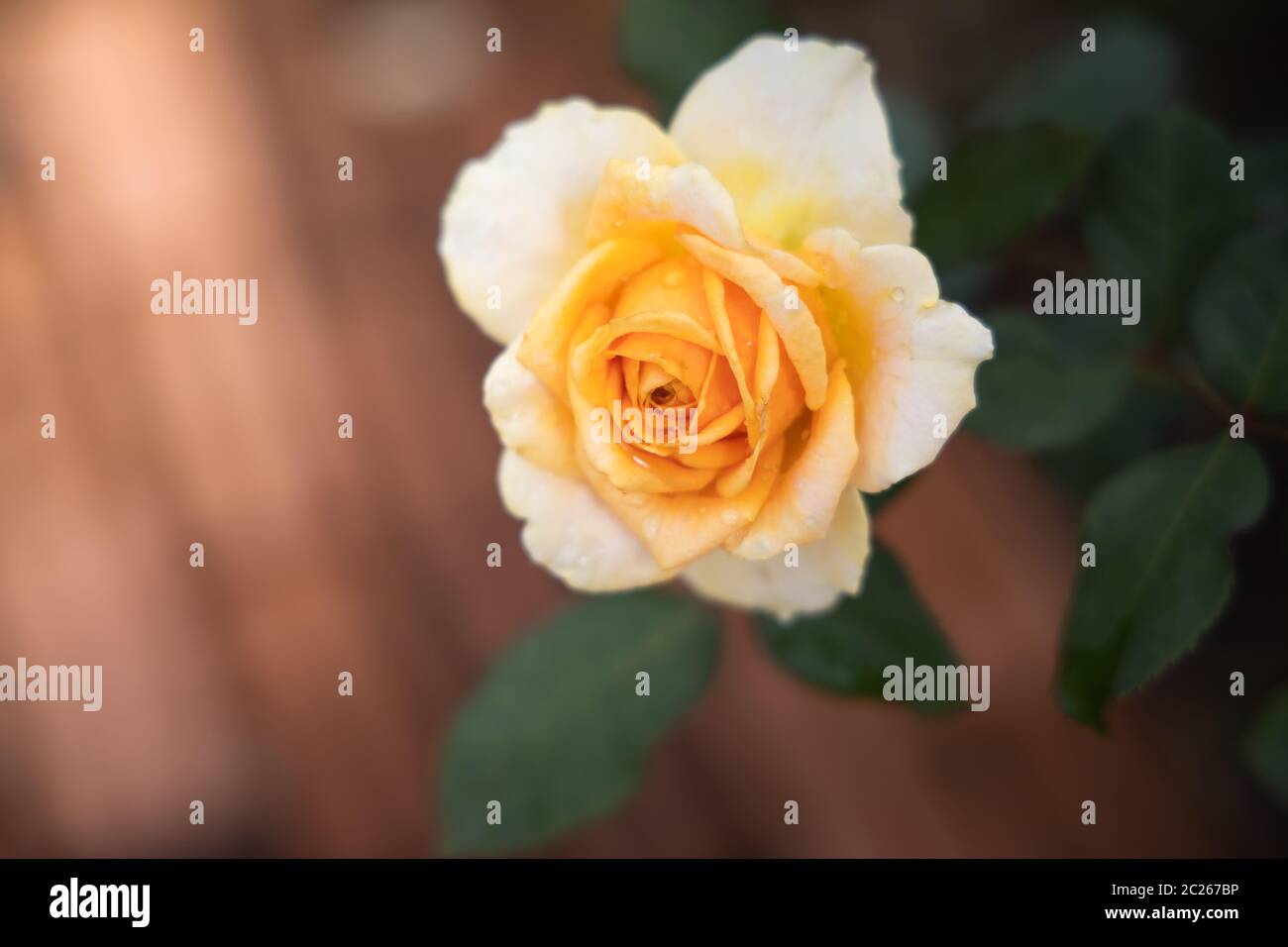 Roses in the garden, Roses are beautiful with a beautiful sunny day ...