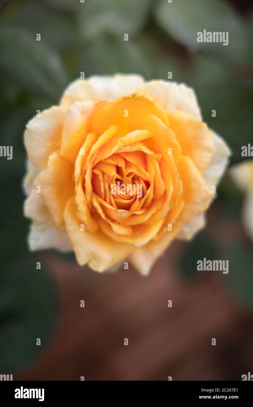 Roses in the garden, Roses are beautiful with a beautiful sunny day ...