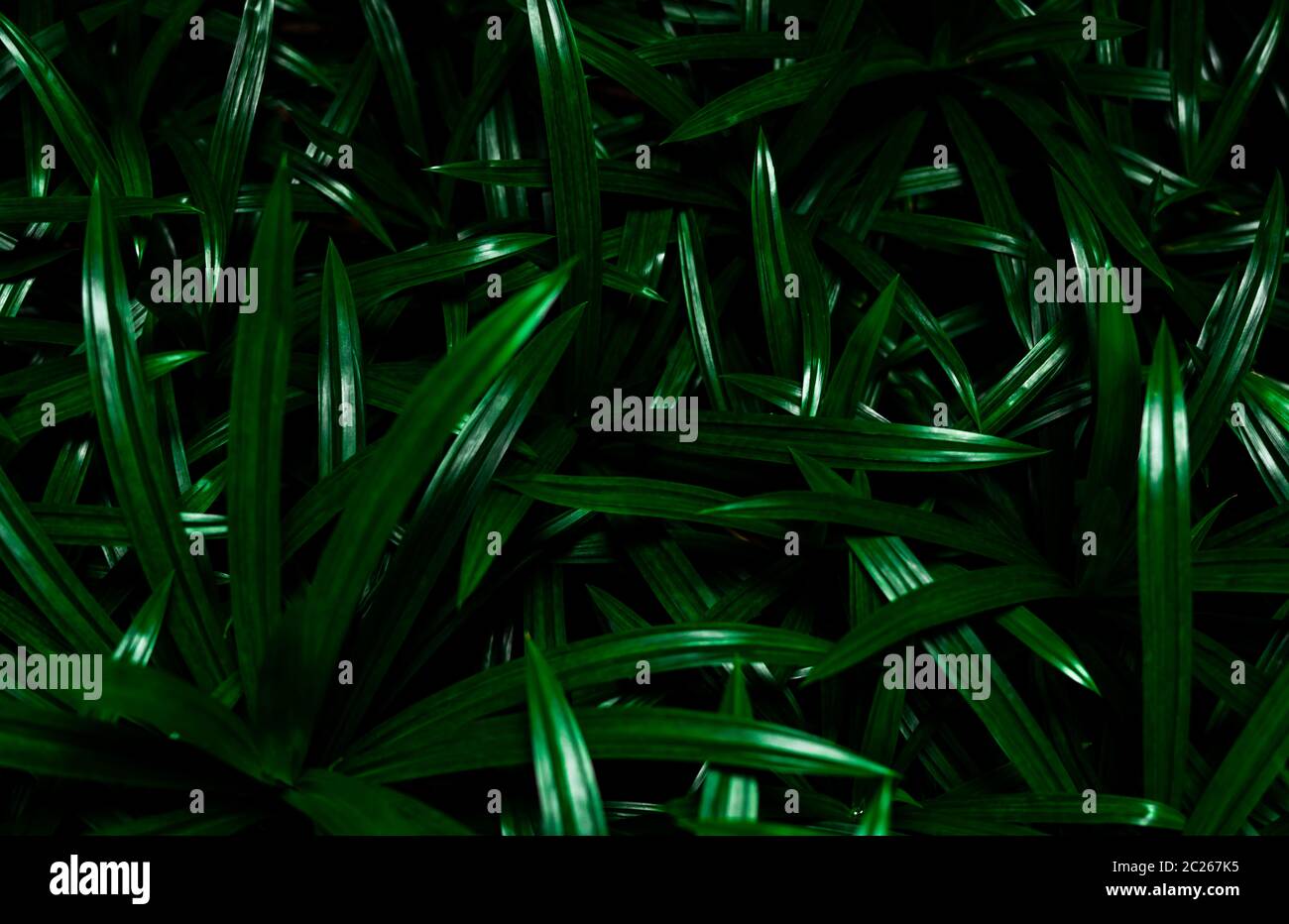Closeup pandan leaves texture background. Green leaves with beautiful ...