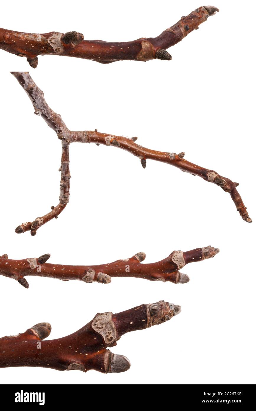 branch of walnut with unblown . Isolated on white background. Set Stock ...