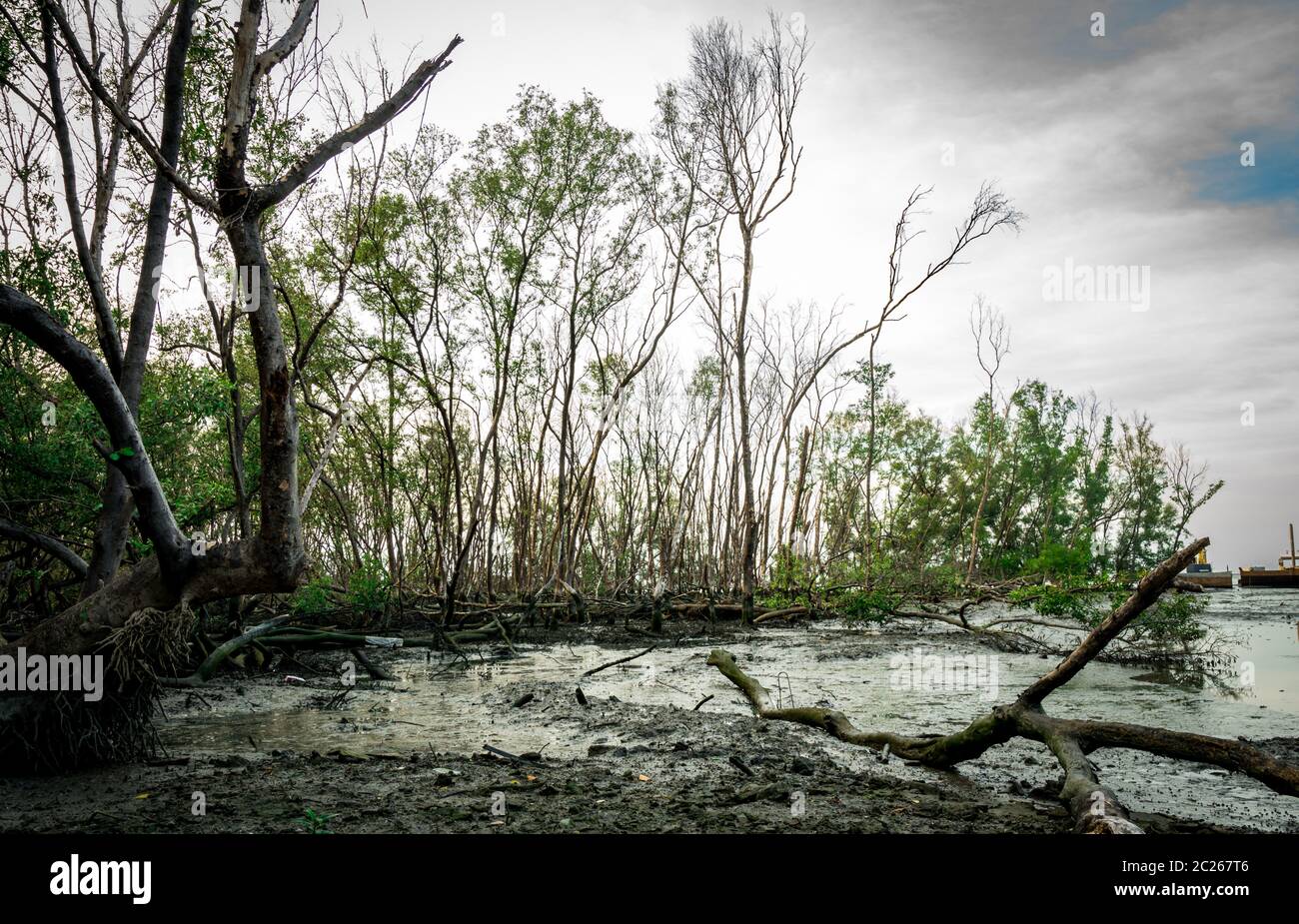 Dead mangrove tree lying on the mud at mangrove forest with white ...