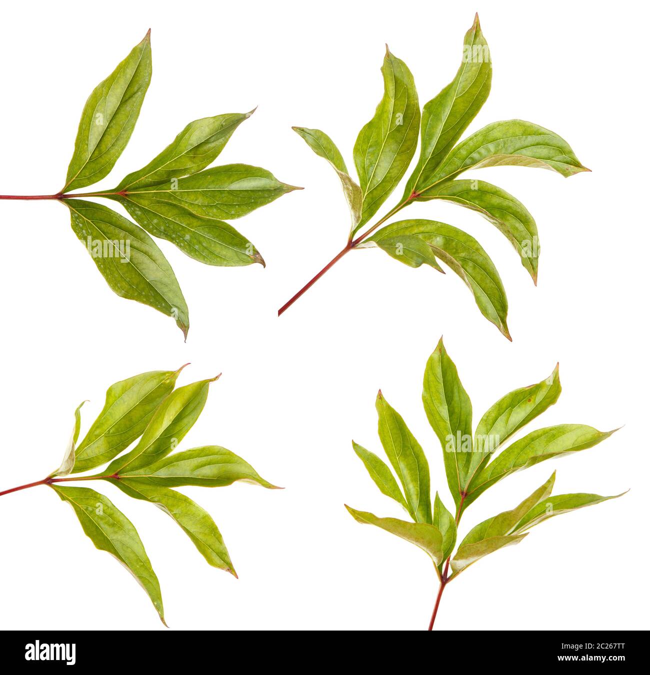 Peony plant hi-res stock photography and images - Alamy