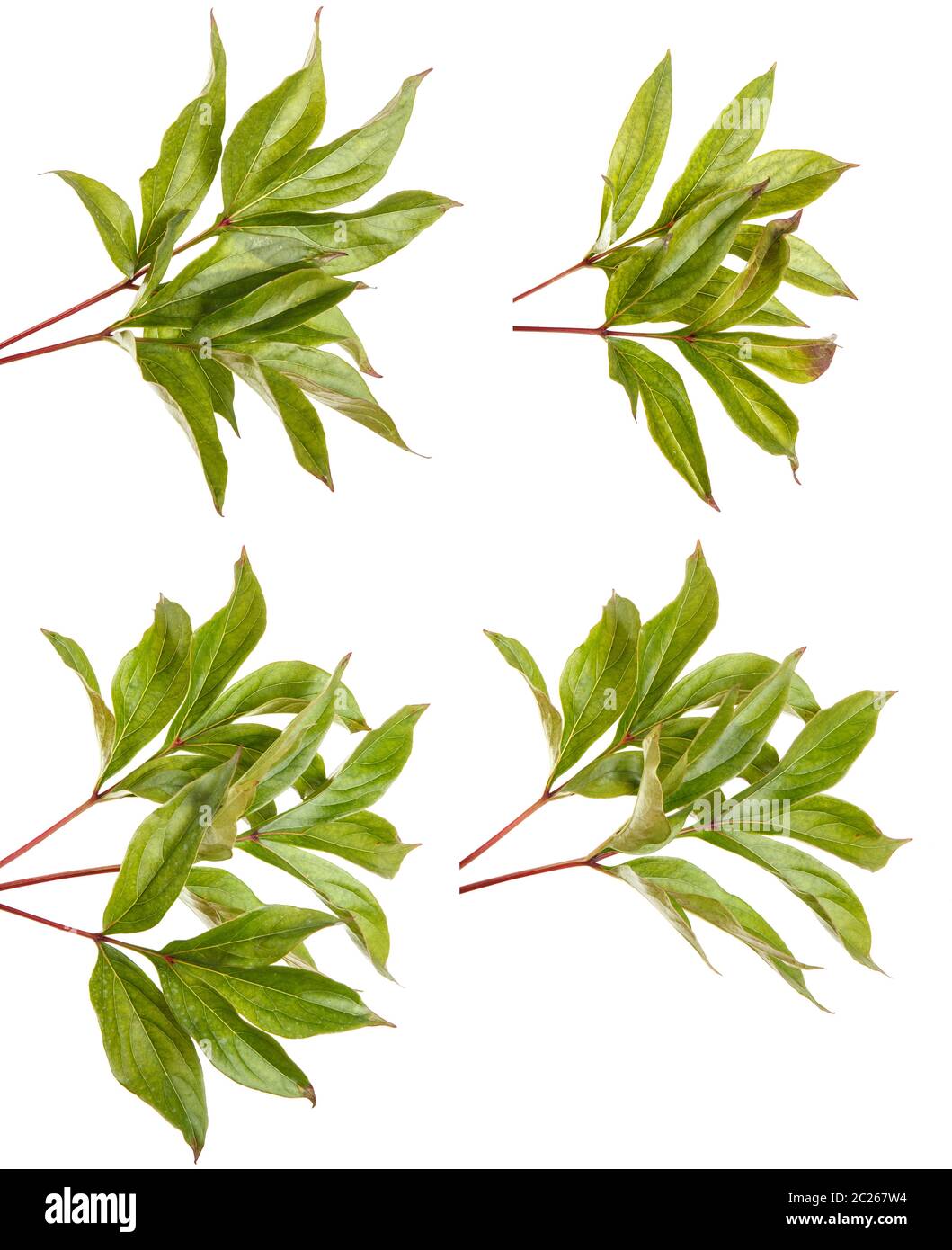 Peony plant hi-res stock photography and images - Alamy