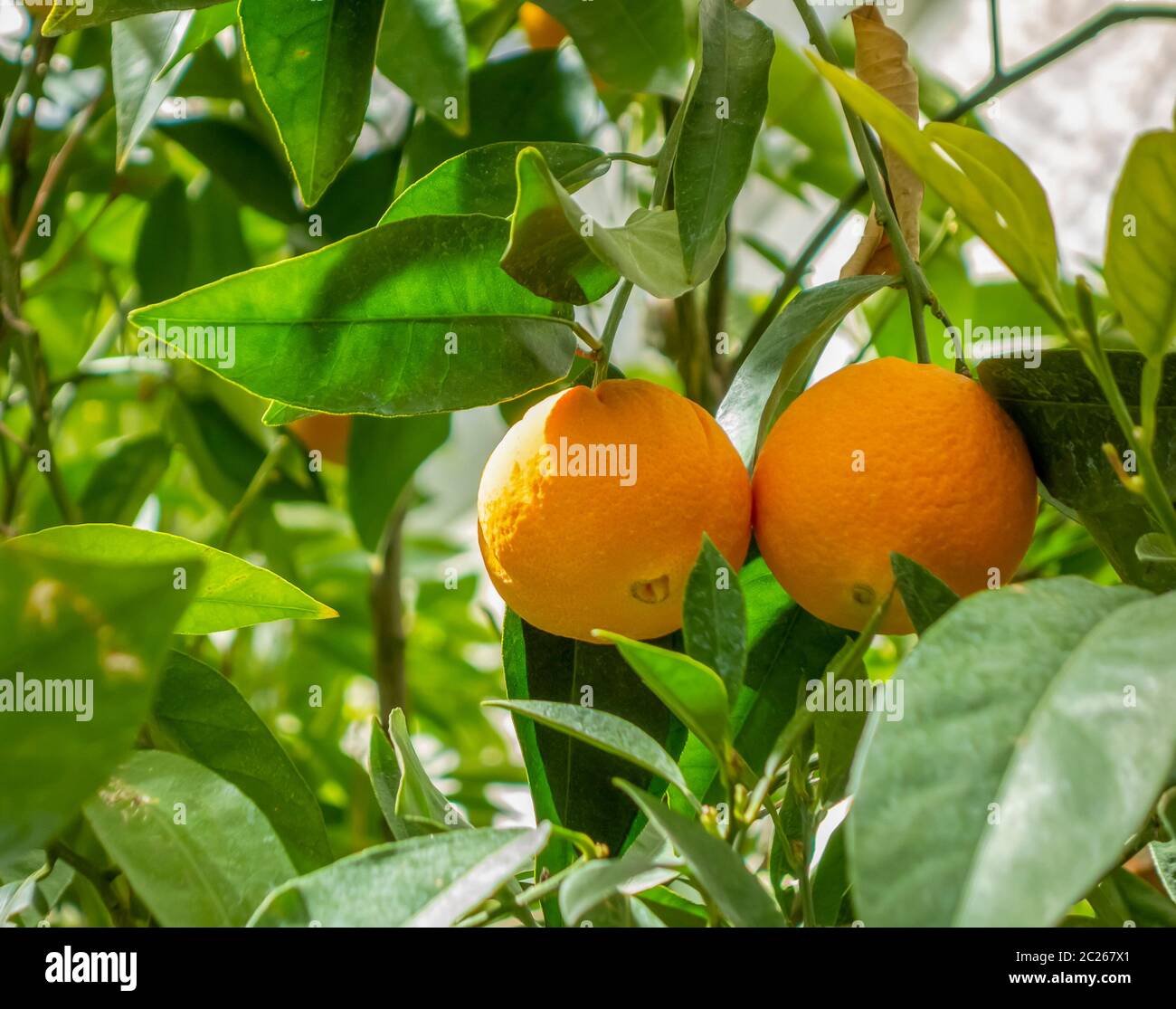 orange fruits at a tree with green leaves Stock Photo - Alamy