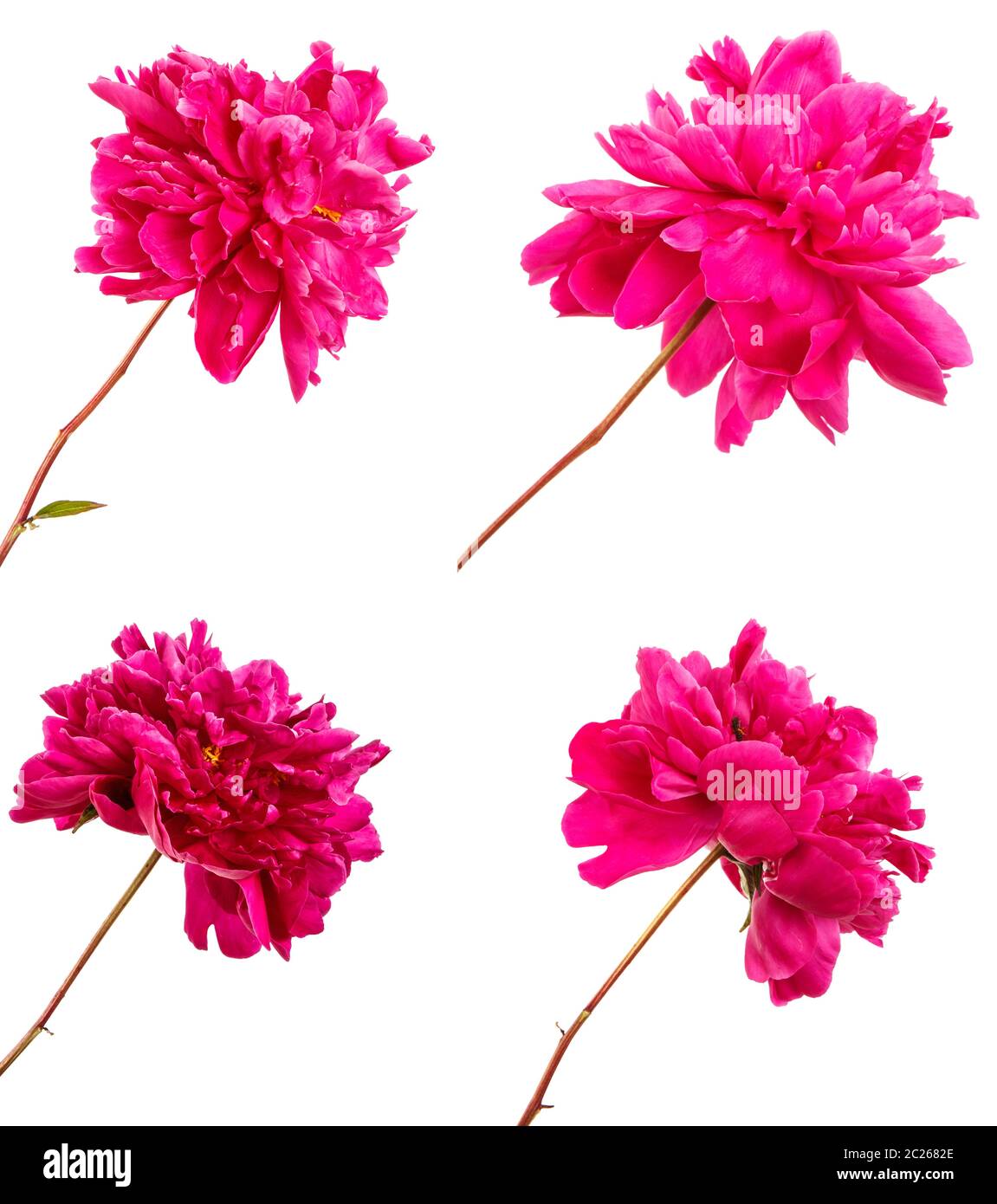 Red flower set hi-res stock photography and images - Alamy
