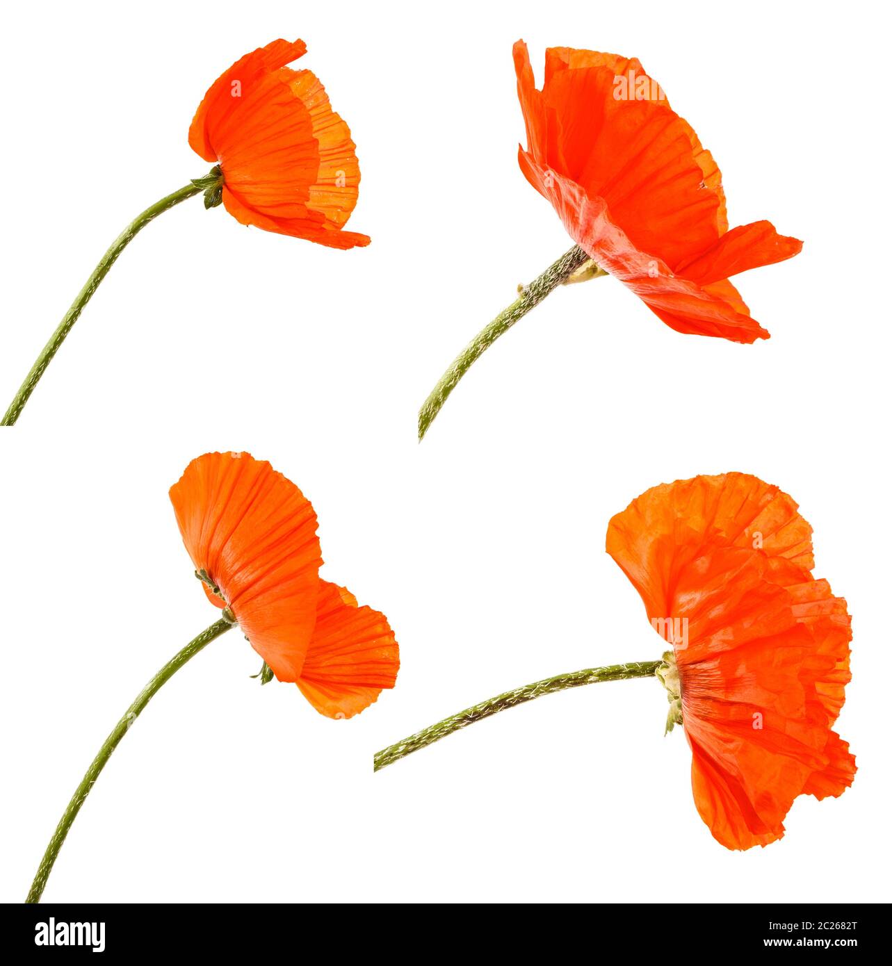 Orange on field Cut Out Stock Images & Pictures - Alamy