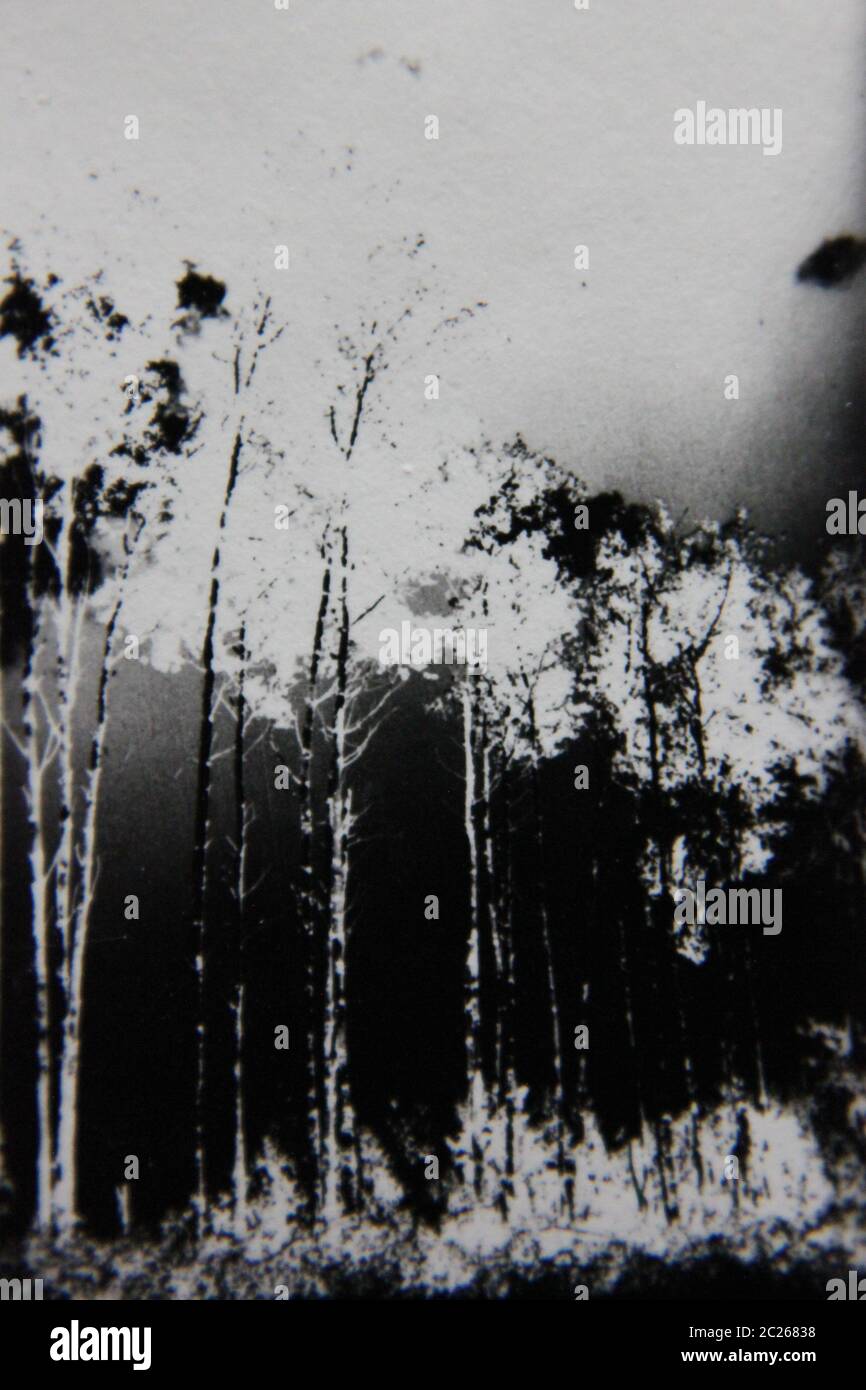Fine 70s vintage black and white extreme photography of ghostly forest ...