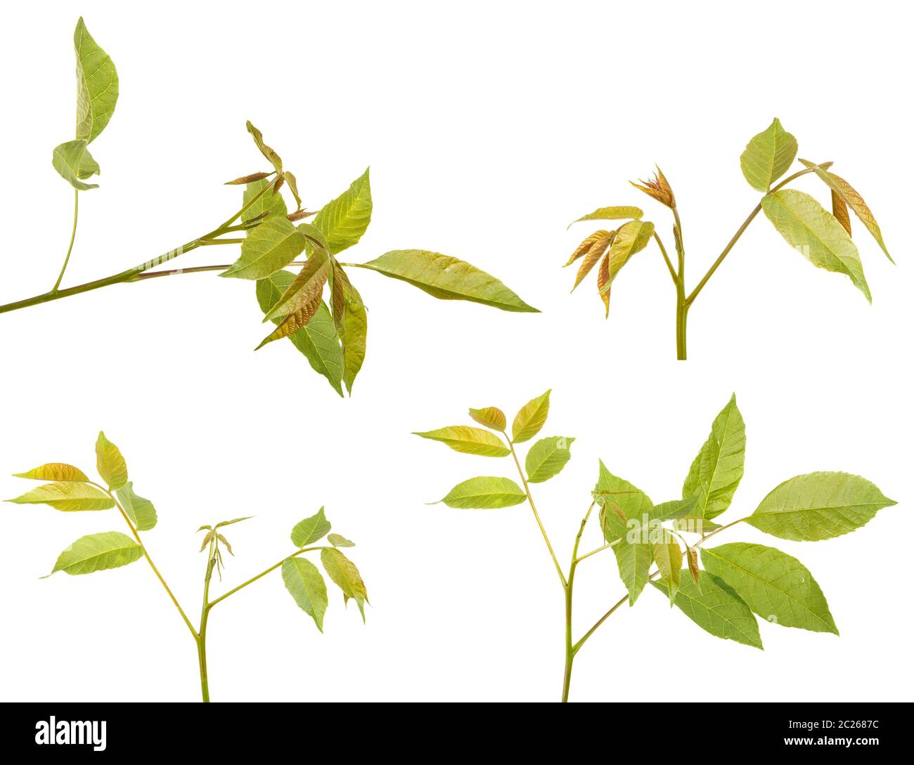 A branch of a walnut tree. Isolated on white. Set Stock Photo - Alamy