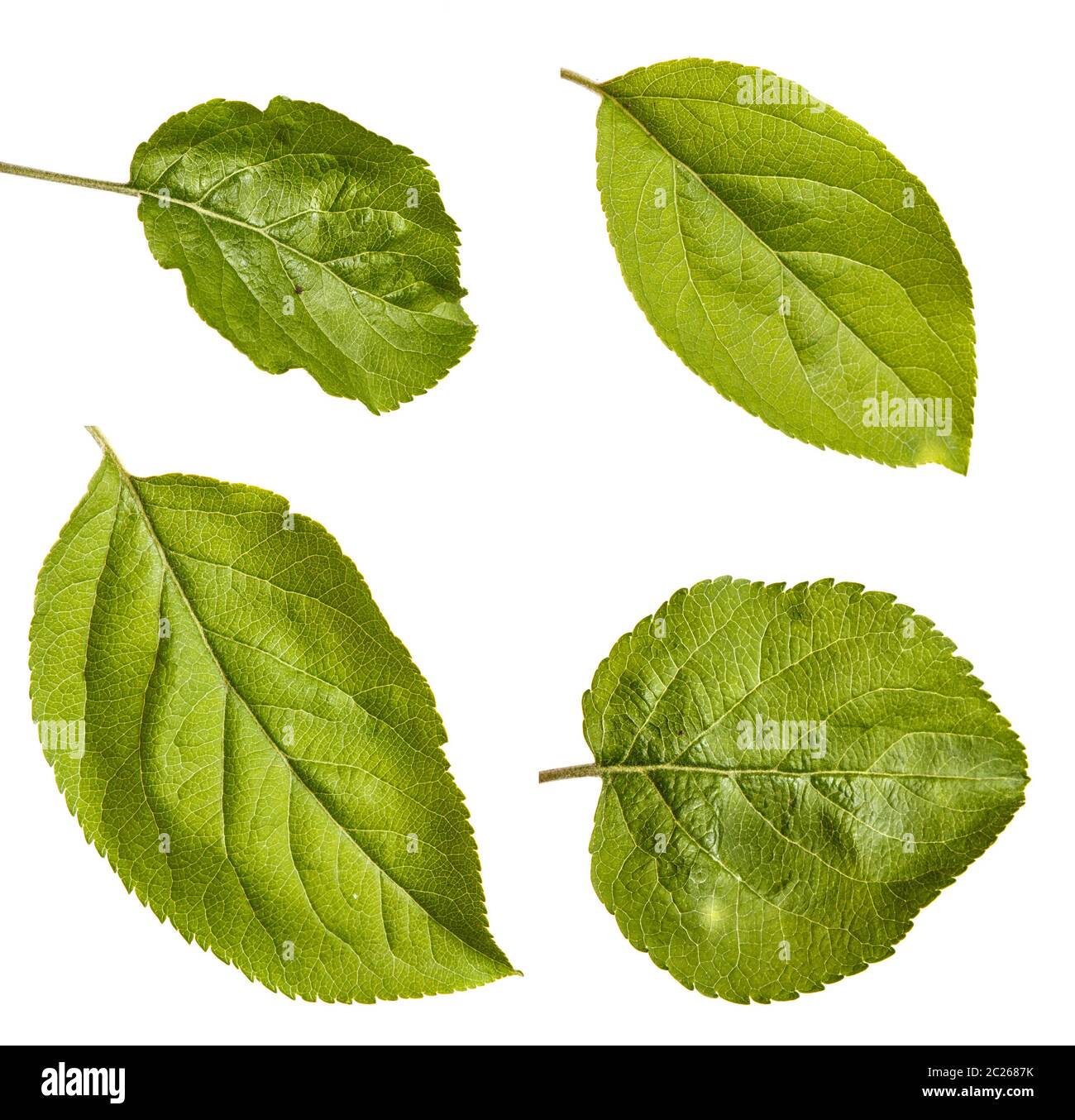 One leaf of an apple tree. Isolated on white. Set Stock Photo - Alamy