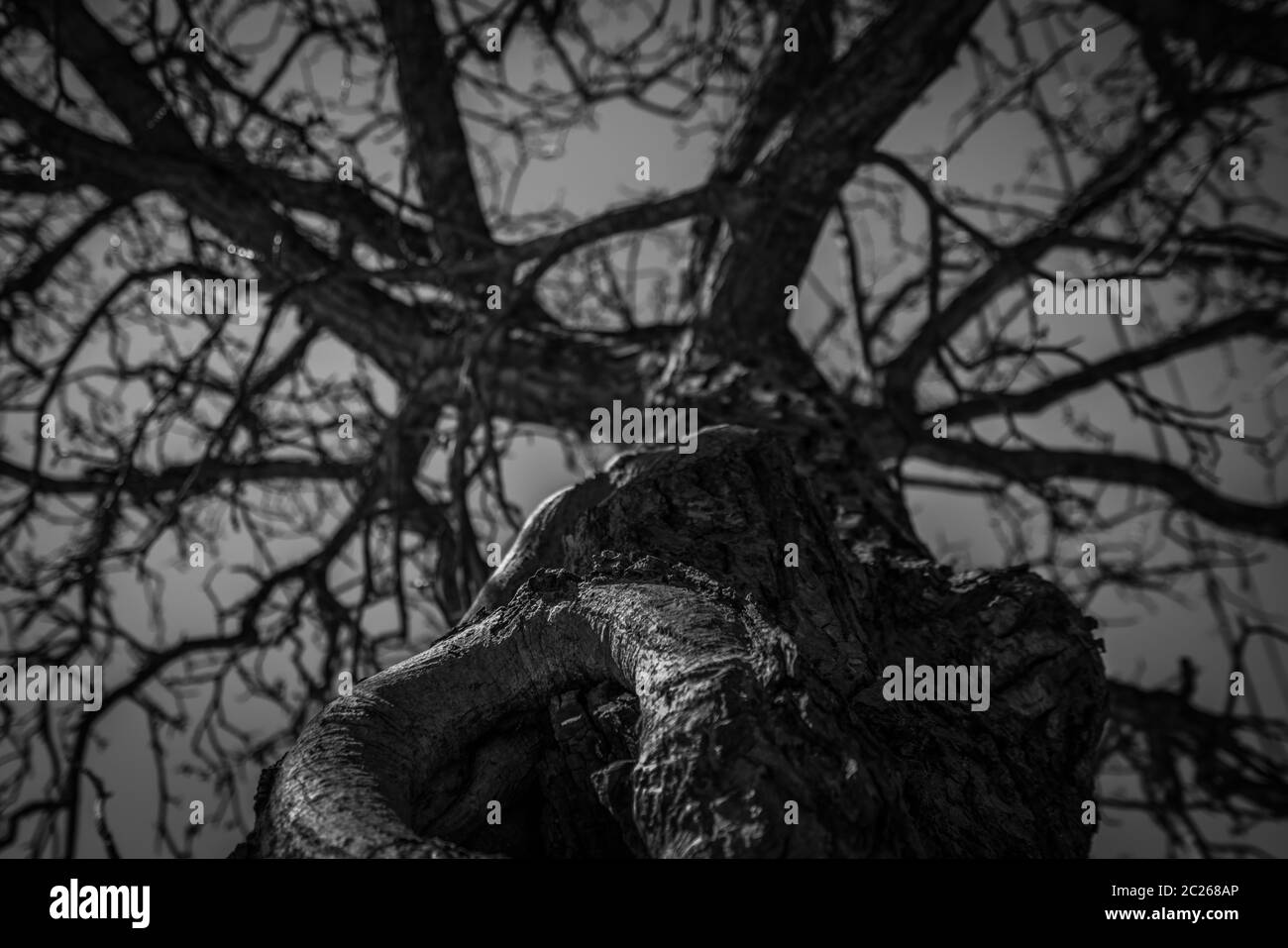 Bottom view of leafless tree. Looking up view of dead tree. Silhouette ...