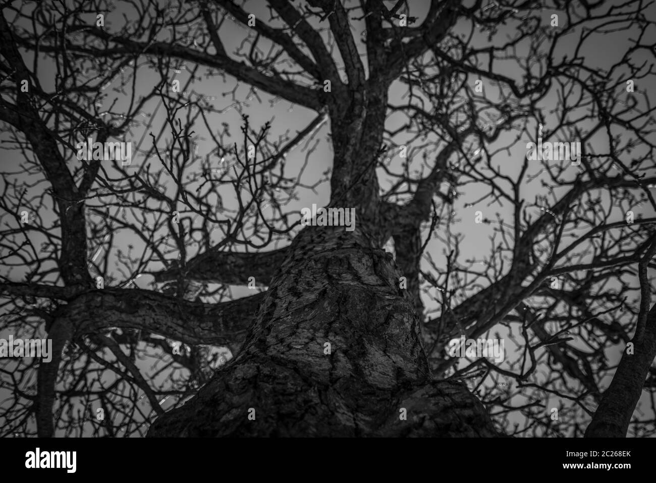 Bottom view of leafless tree. Looking up view of dead tree. Silhouette ...