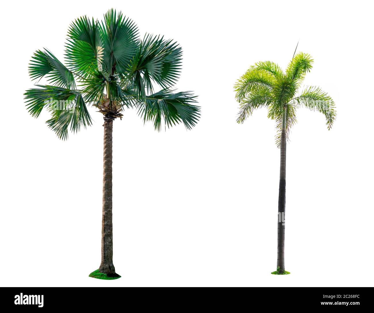 Manila palm, Christmas palm tree (Veitchia merrillii (Becc.) H.E. Moore ...