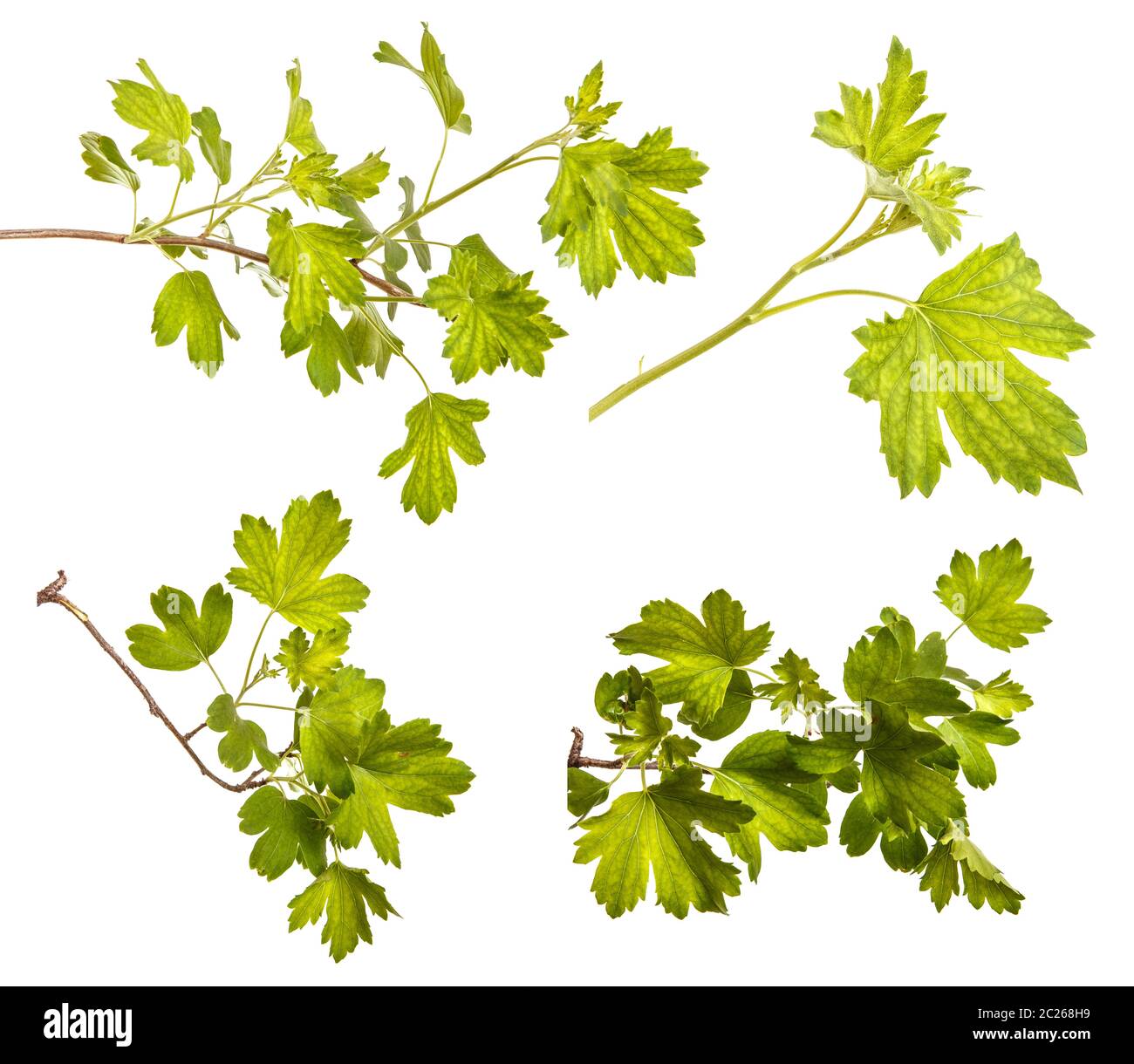 A branch of a currant bush with young green leaves. Isolated on white ...