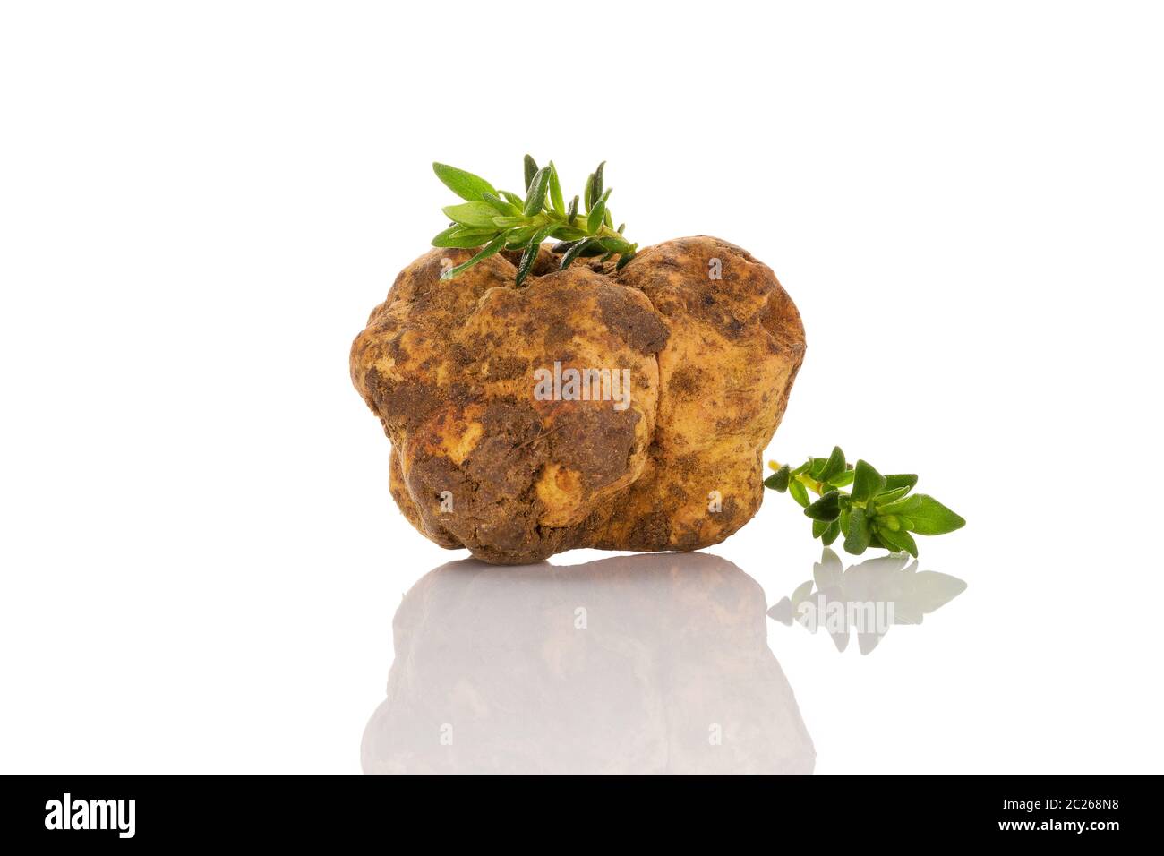 White truffle (tuber magnatum) isolated on white Stock Photo - Alamy